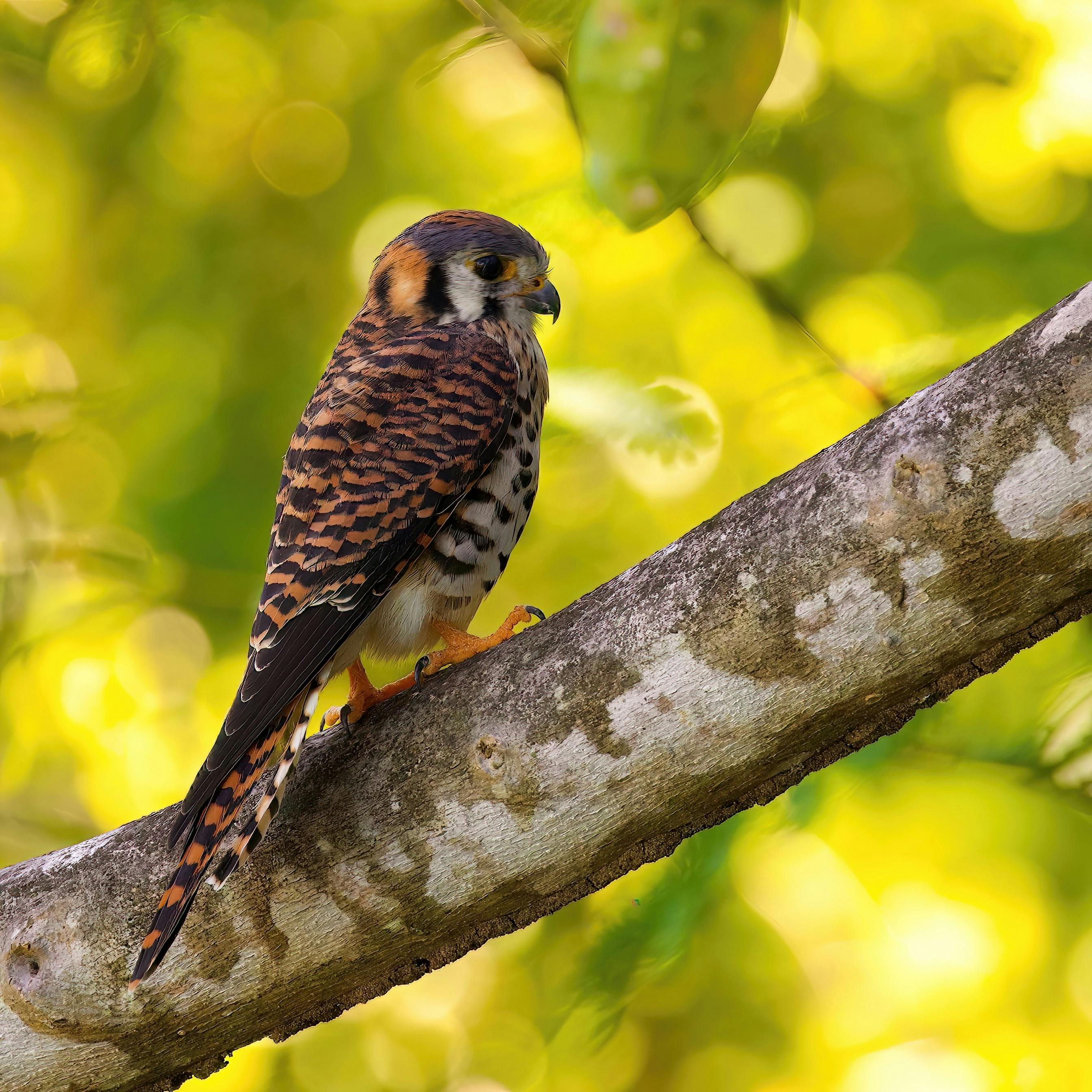 American Kestrel Perching on branch · Free Stock Photo