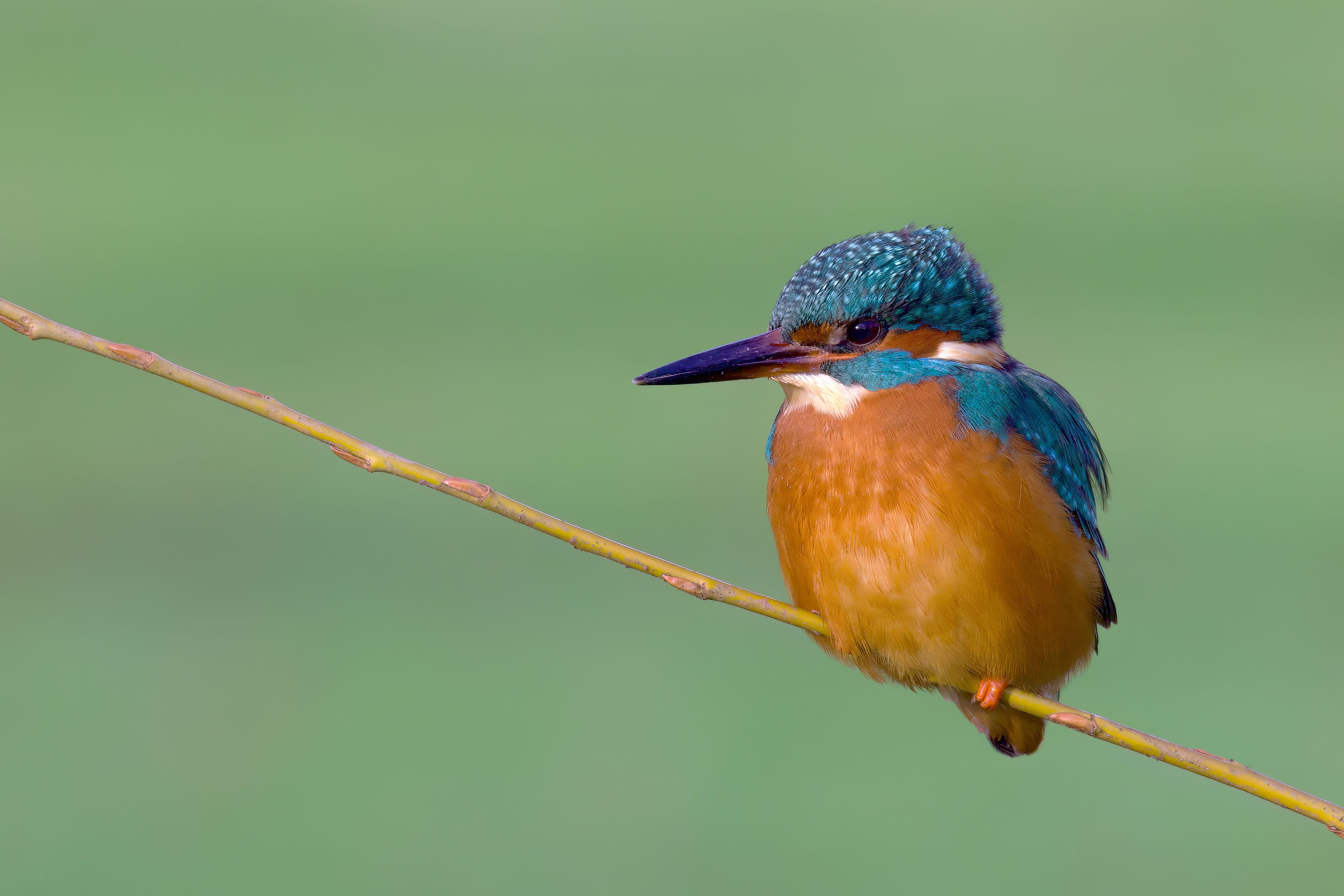 Kingfisher Bird Diving · Free Stock Photo