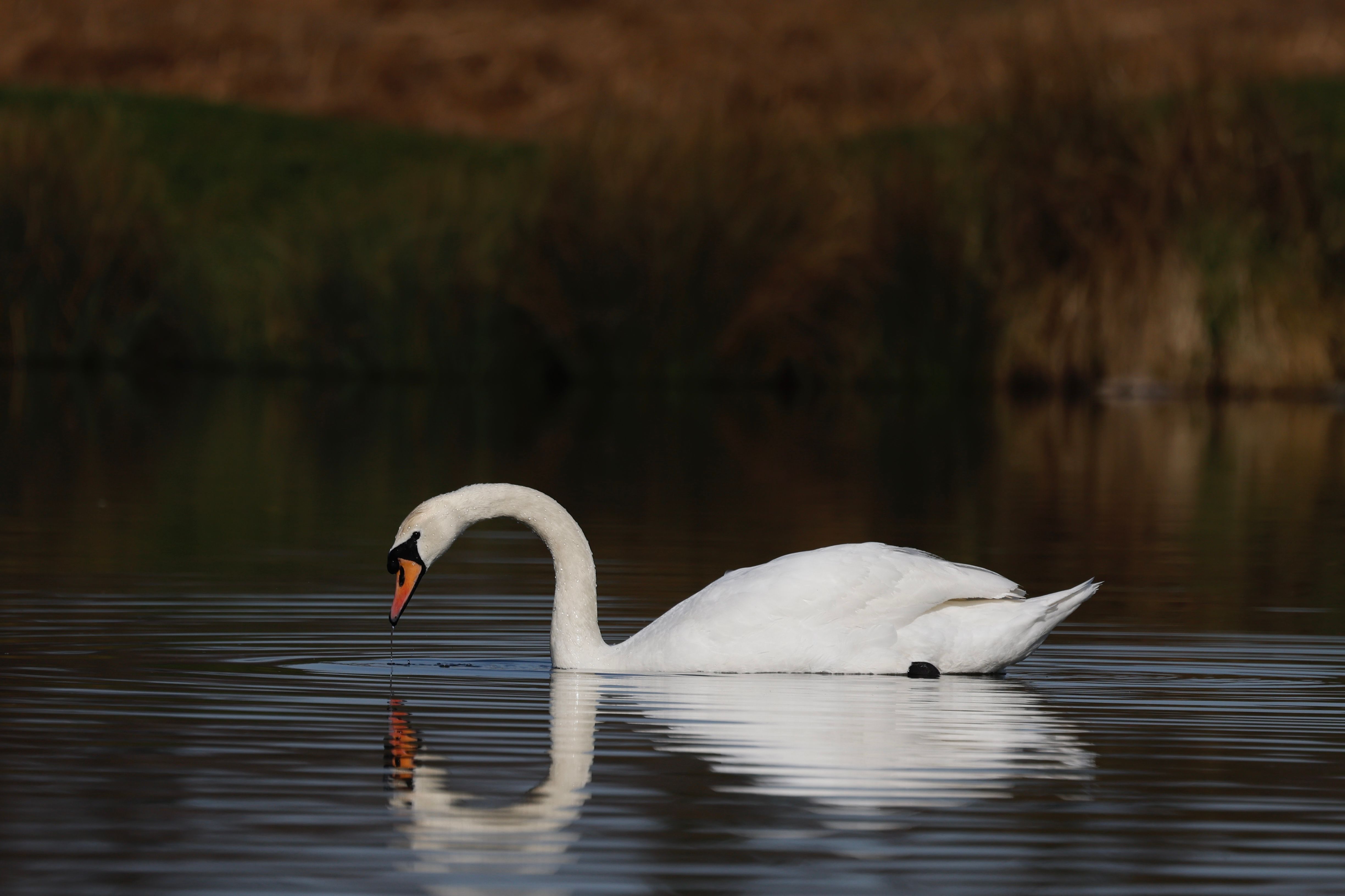 White Swam Swimming on the Water · Free Stock Photo