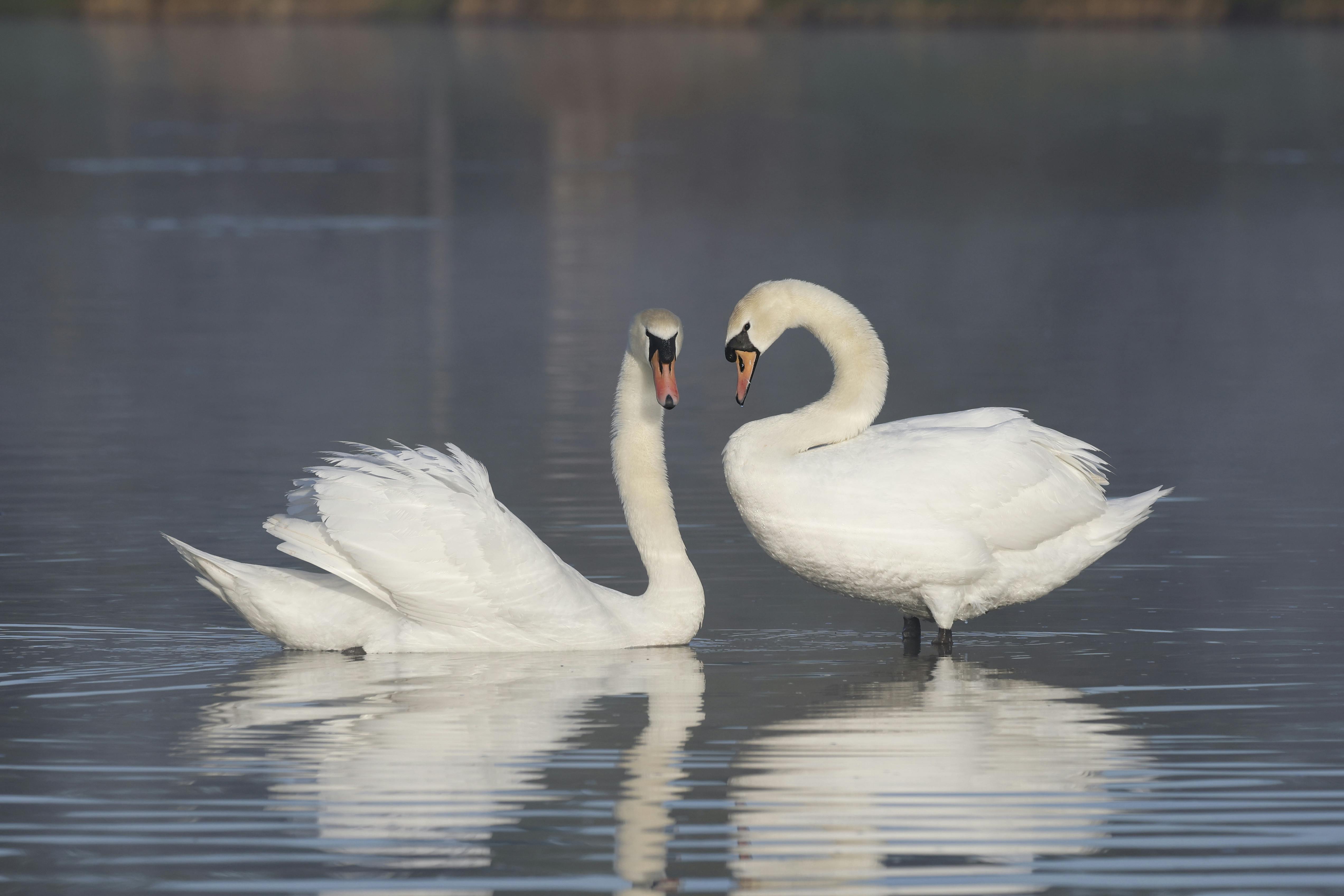 Swans on Body of Water · Free Stock Photo