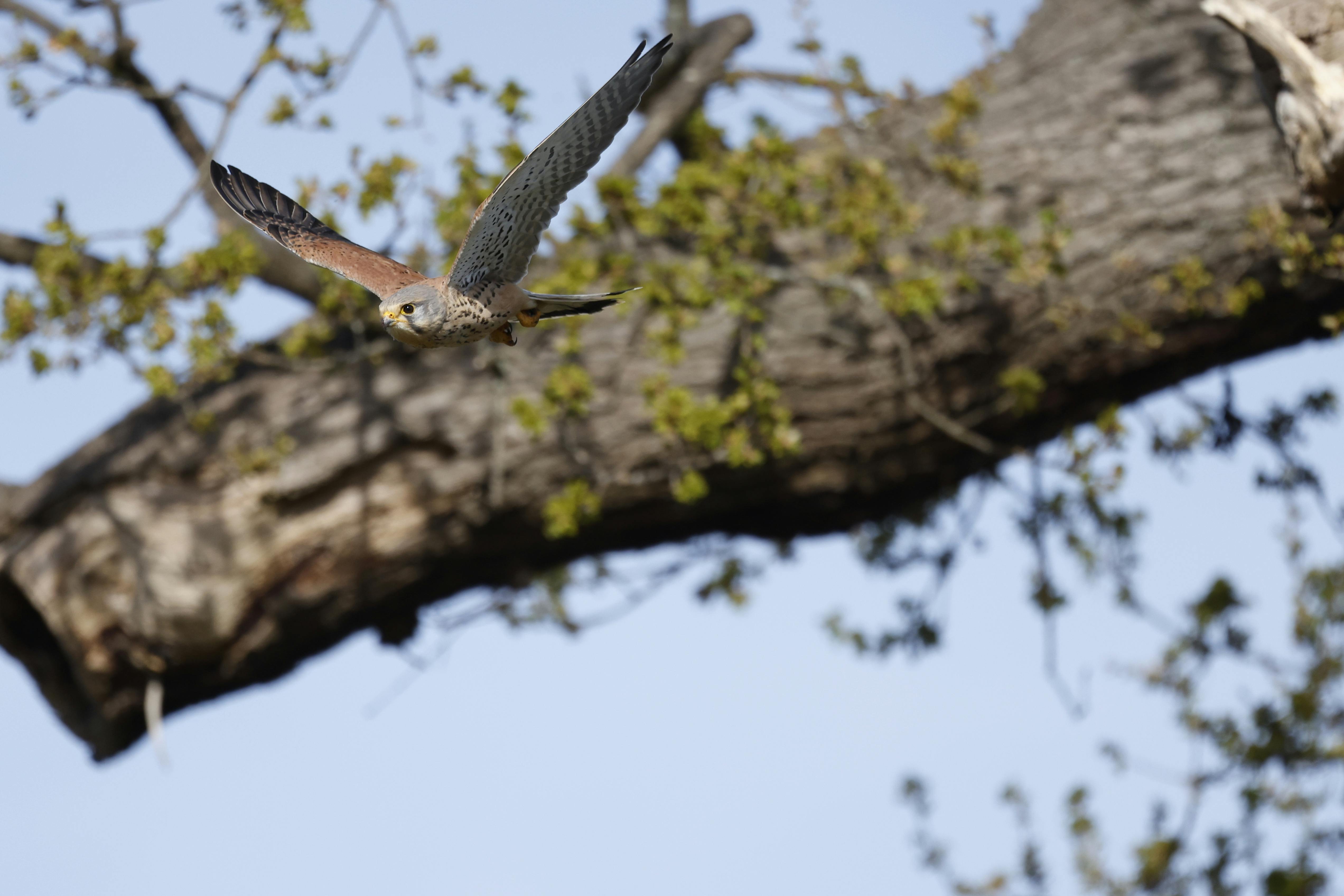 Common Kestrel Bird Flying · Free Stock Photo