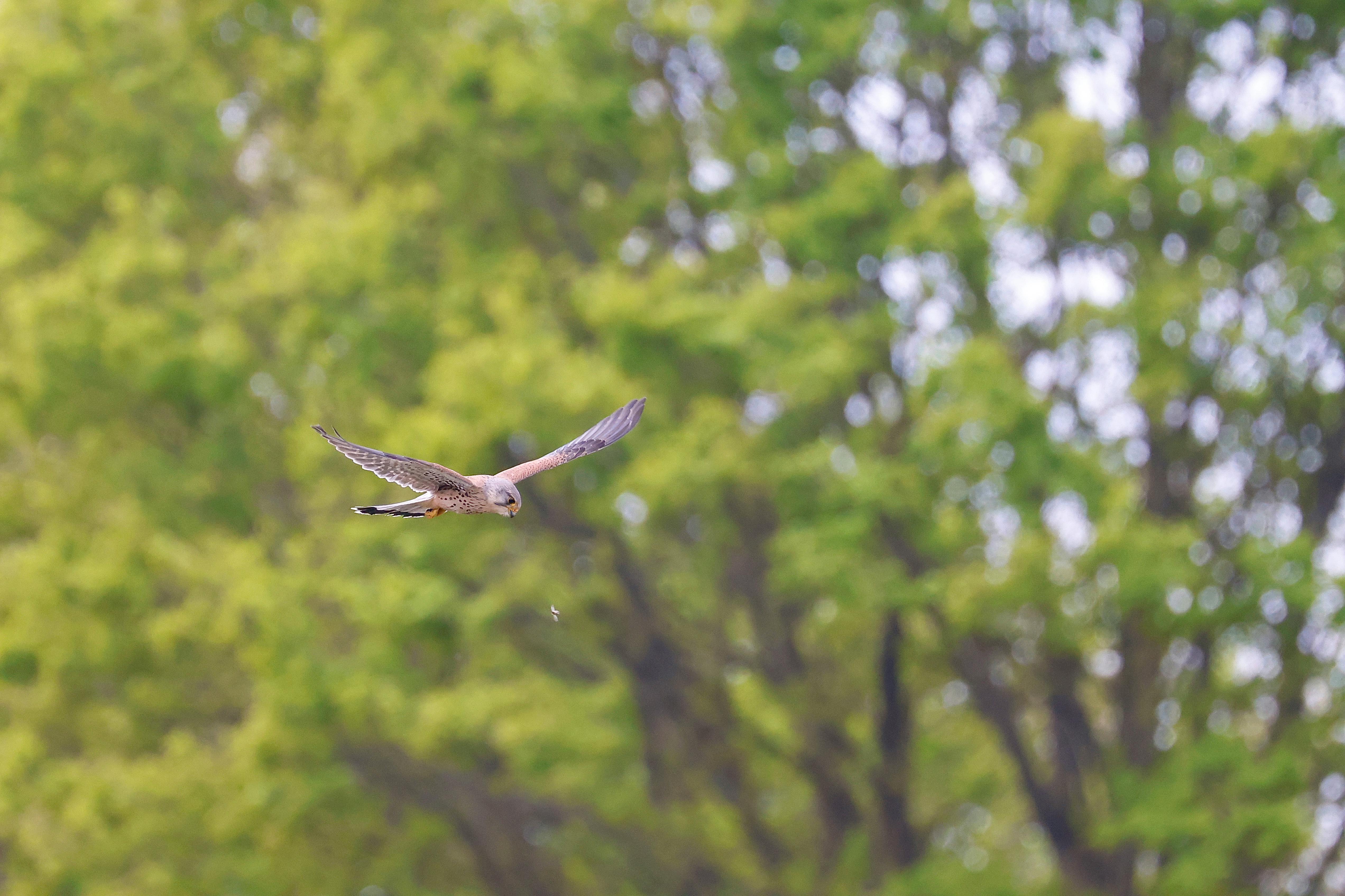 Common Kestrel Bird Flying · Free Stock Photo