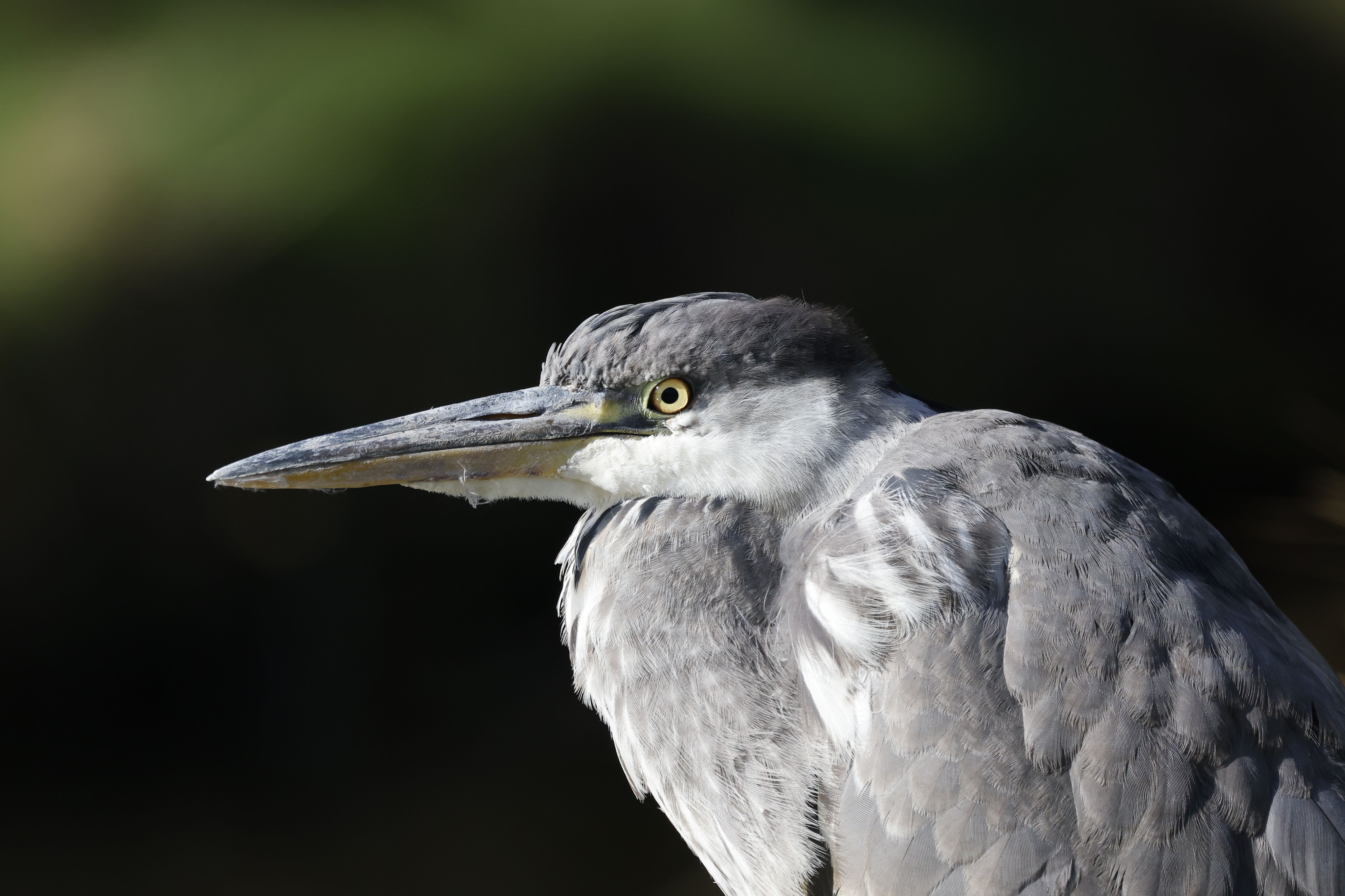 The Large Beak of a Shoebill Bird · Free Stock Photo