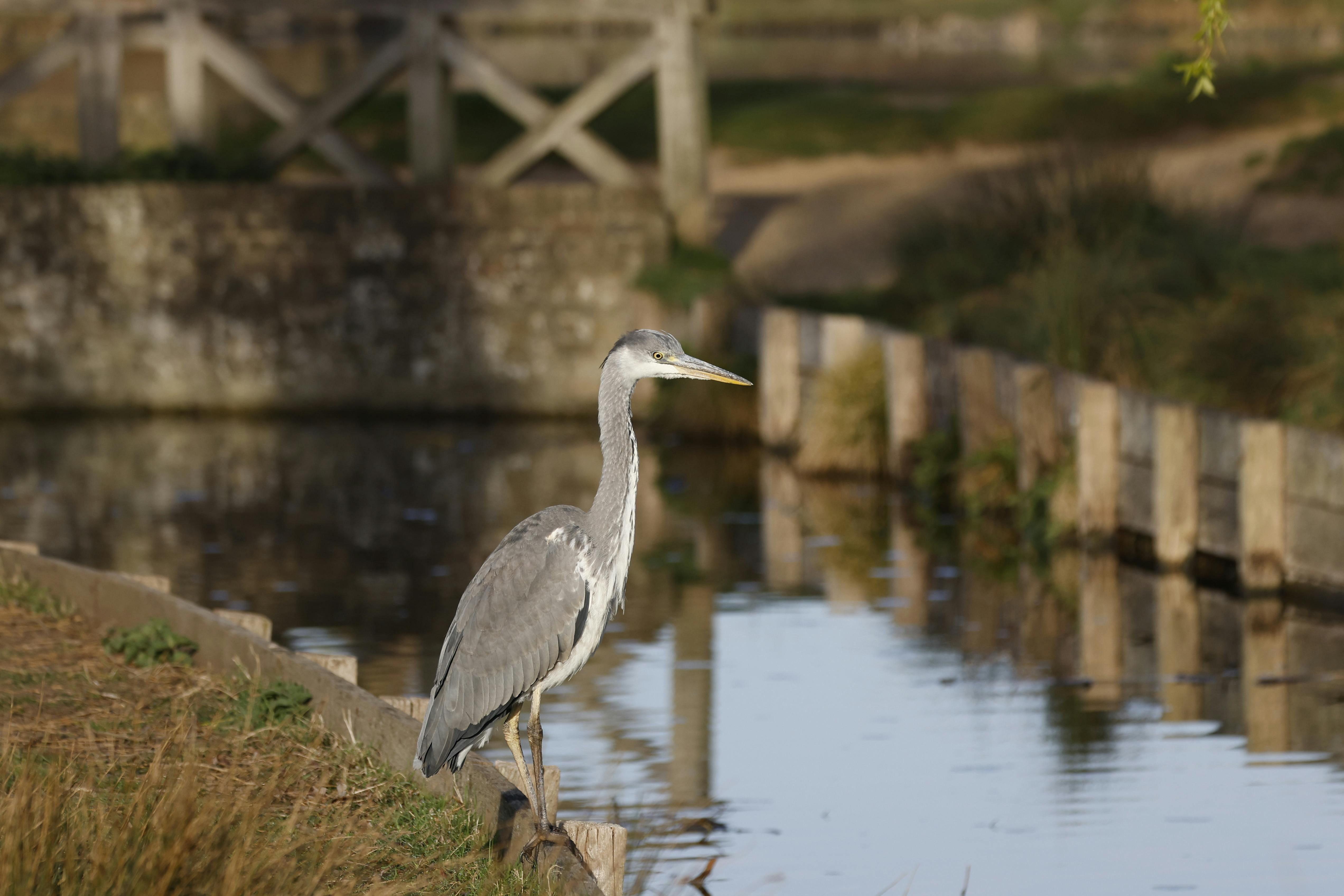 Gray Haron Standing on the Water · Free Stock Photo