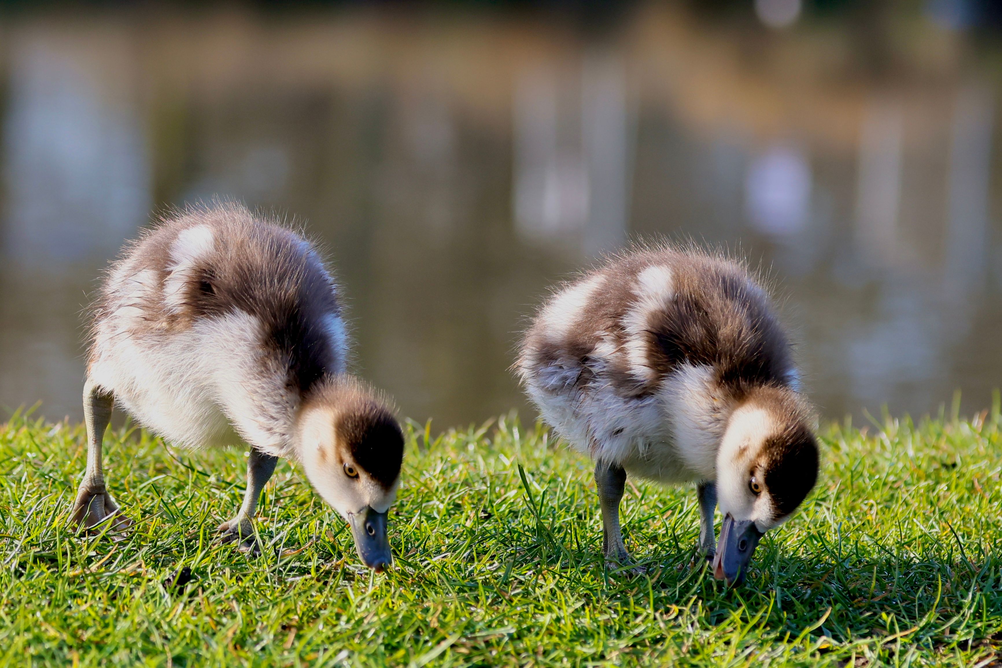 White Geese in Water · Free Stock Photo