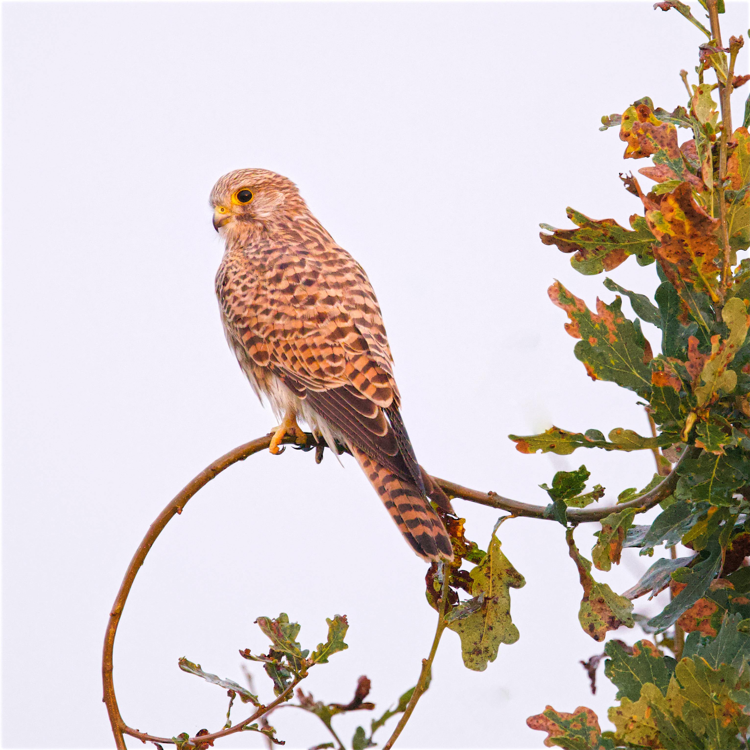 Common Kestrel Bird Flying · Free Stock Photo