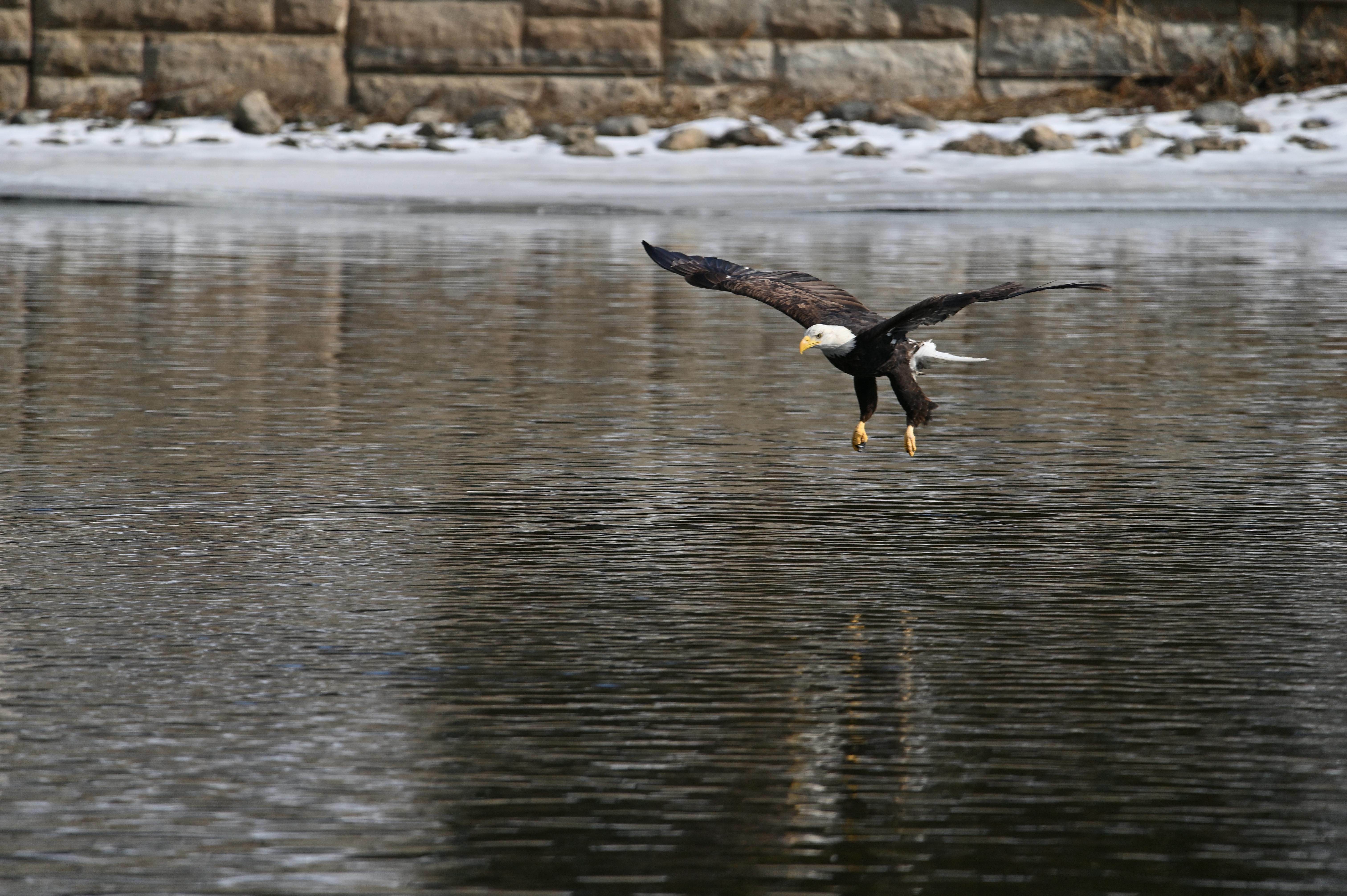 Bald Eagle Flying over Lake · Free Stock Photo