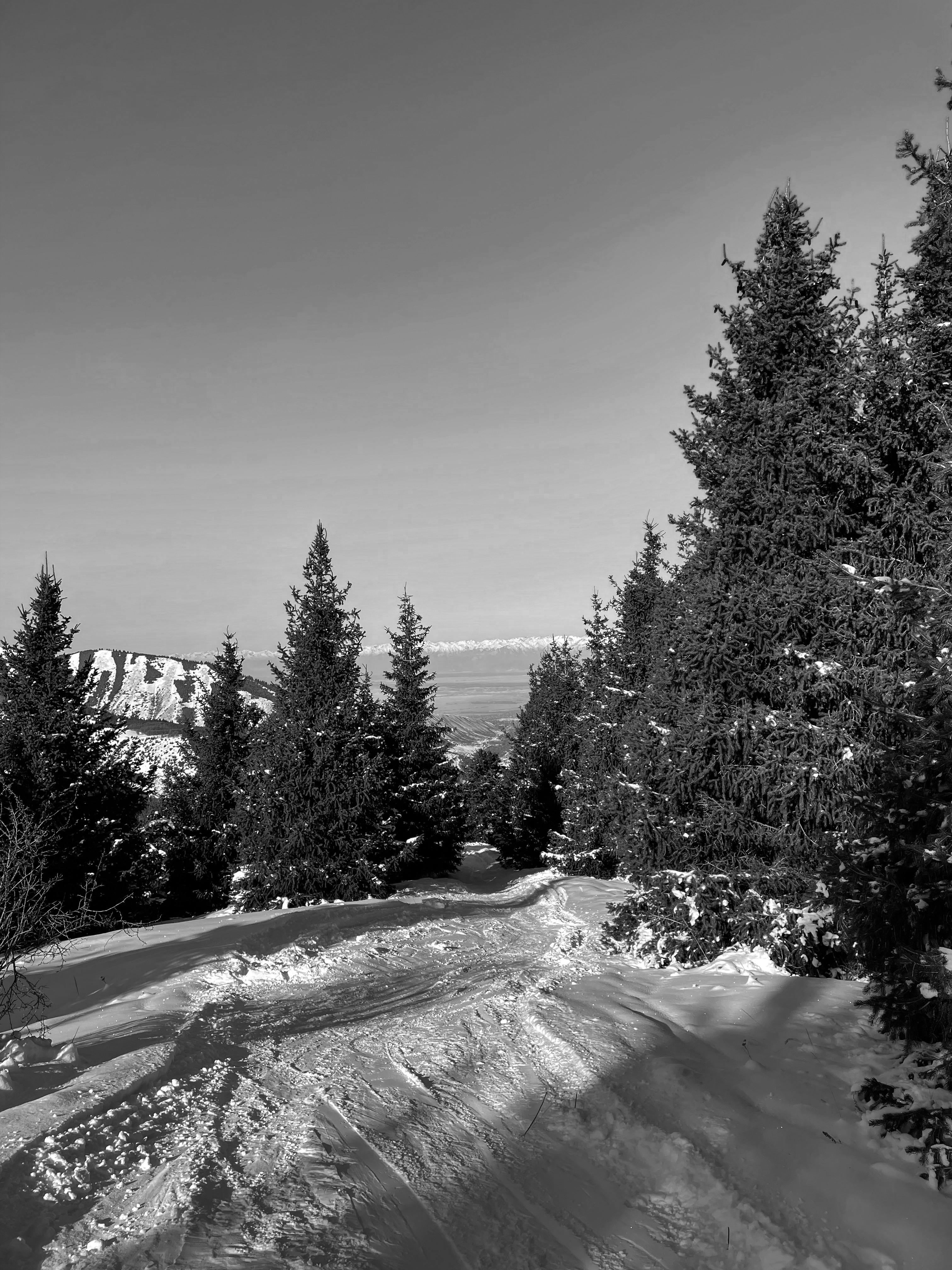 Landscape Photography of Snow Pathway Between Trees during Winter ...