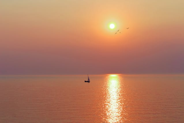 Are Birds Primary Consumers? [Comprehensive Answer] - Nahf.org