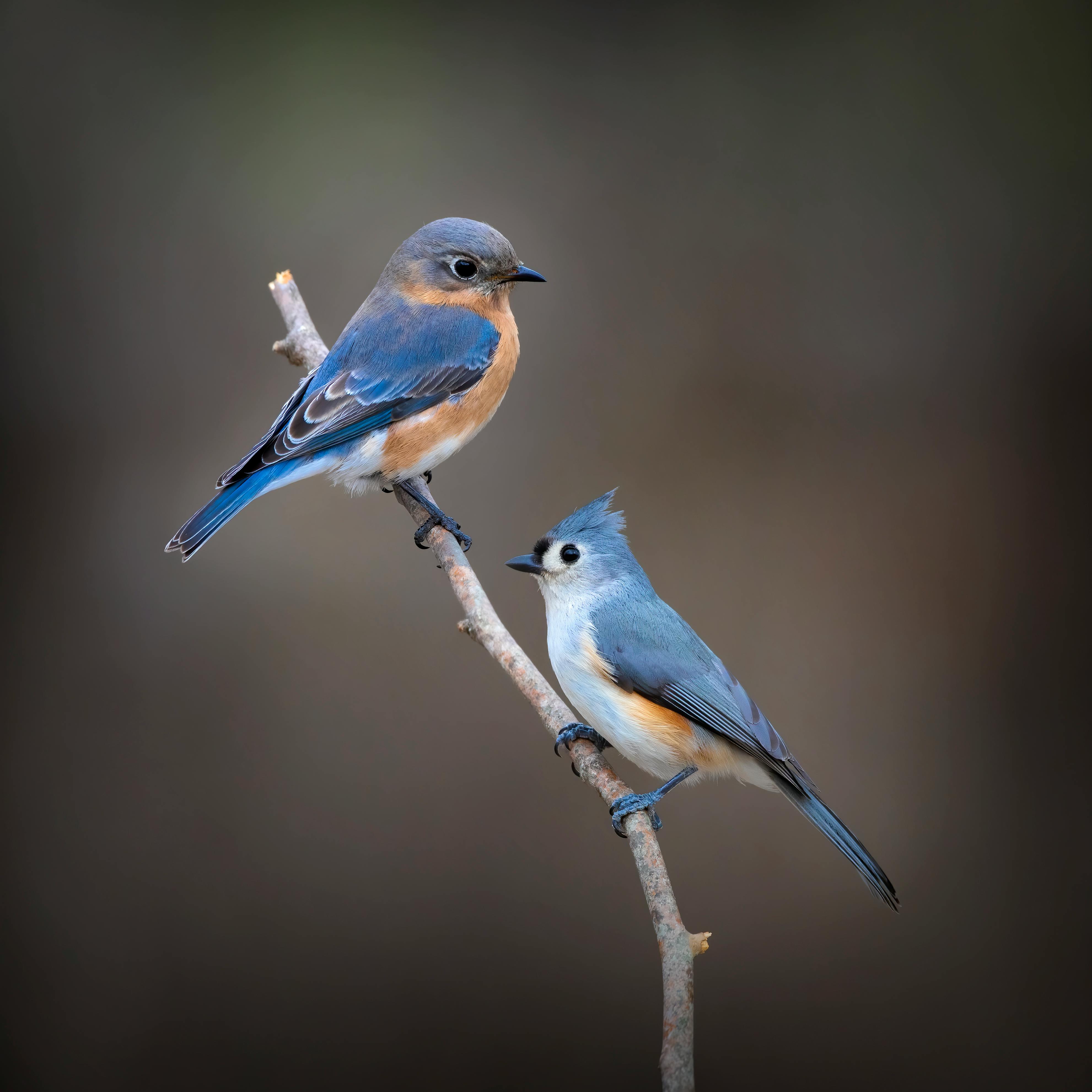 Titir Birds Photos, Download The BEST Free Titir Birds Stock Photos ...
