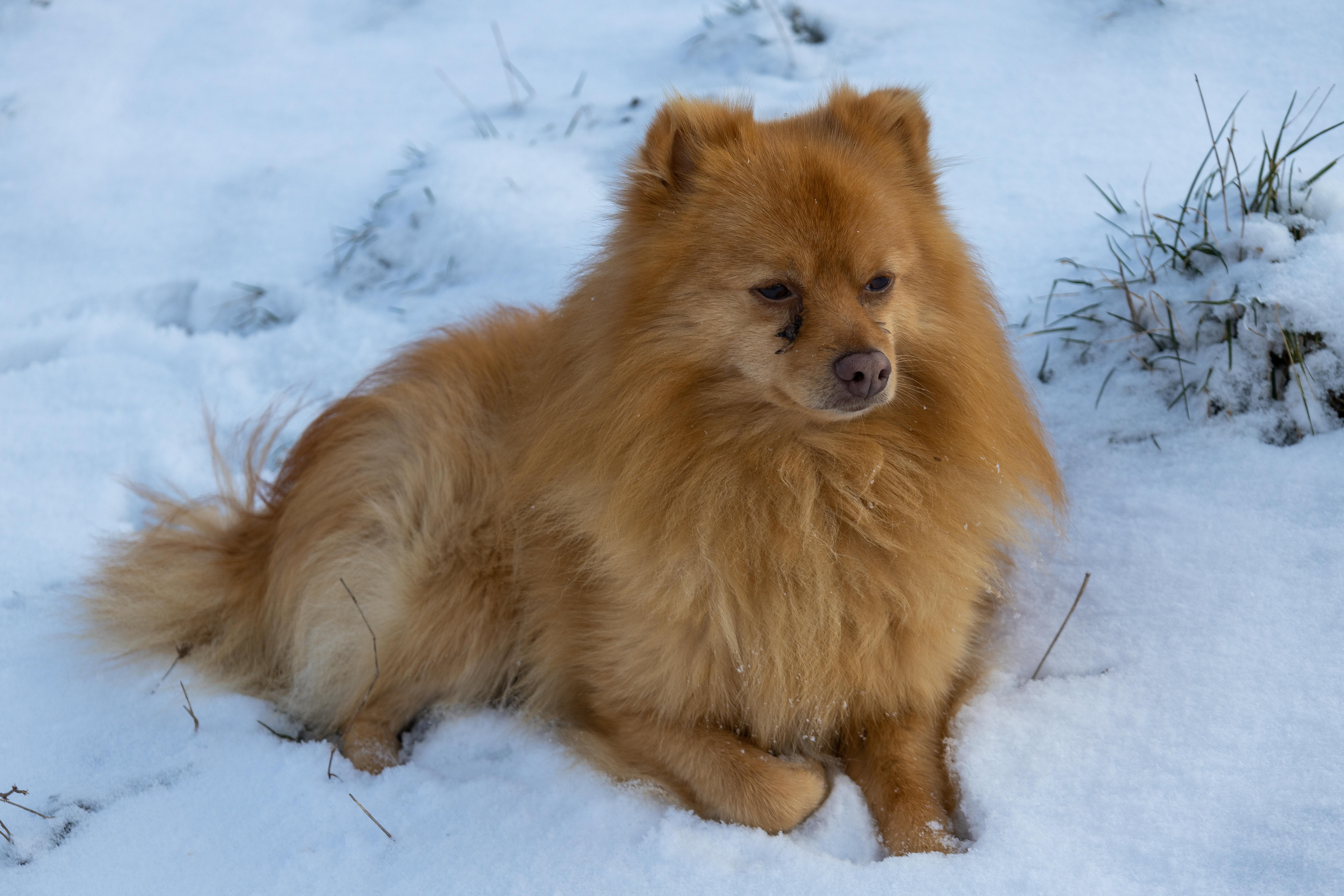 A Dog on the Snow · Free Stock Photo