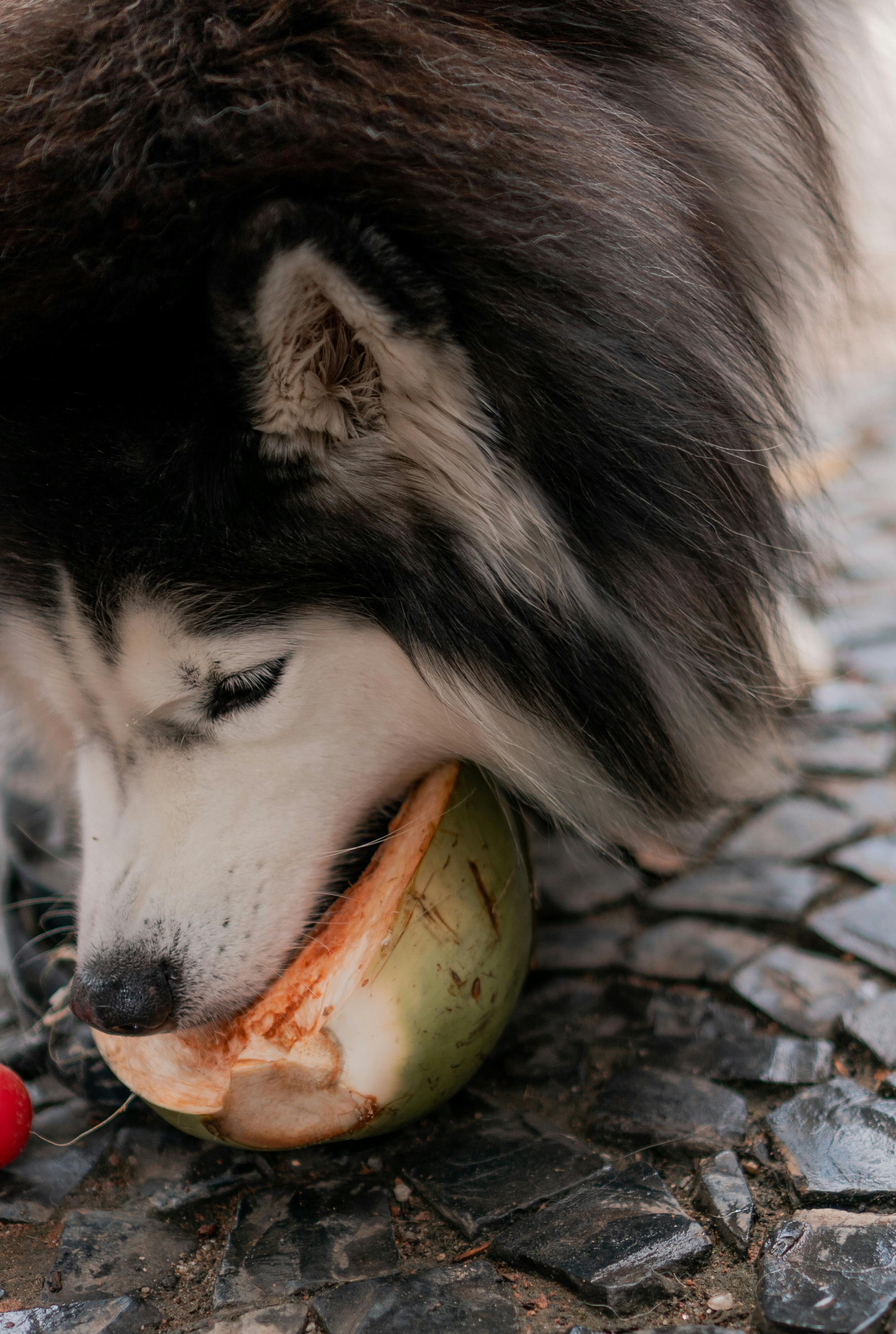 Close-up of a Husky Eating a Fruit · Free Stock Photo