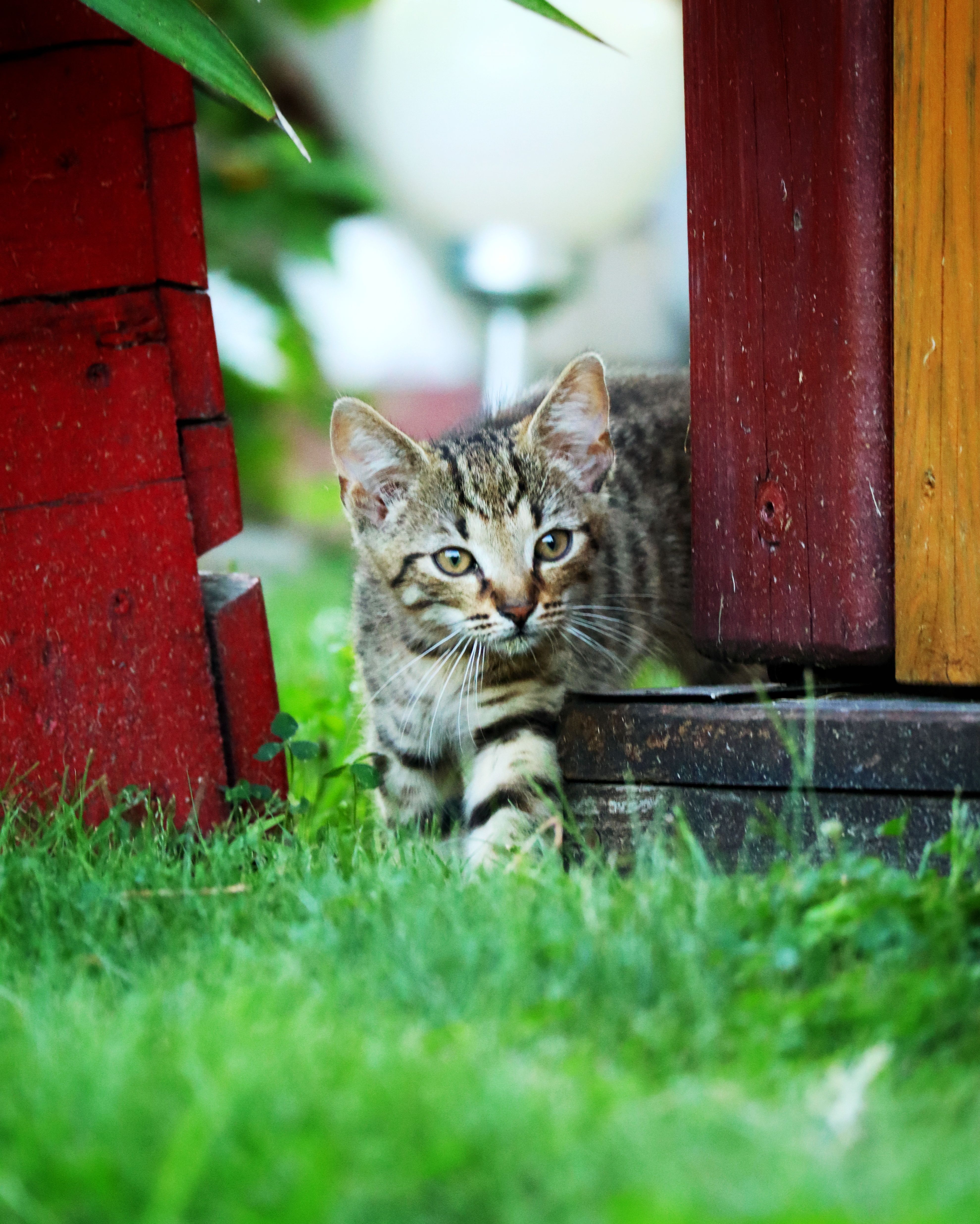 Cat Illustration Photos, Download The BEST Free Cat Illustration Stock ...
