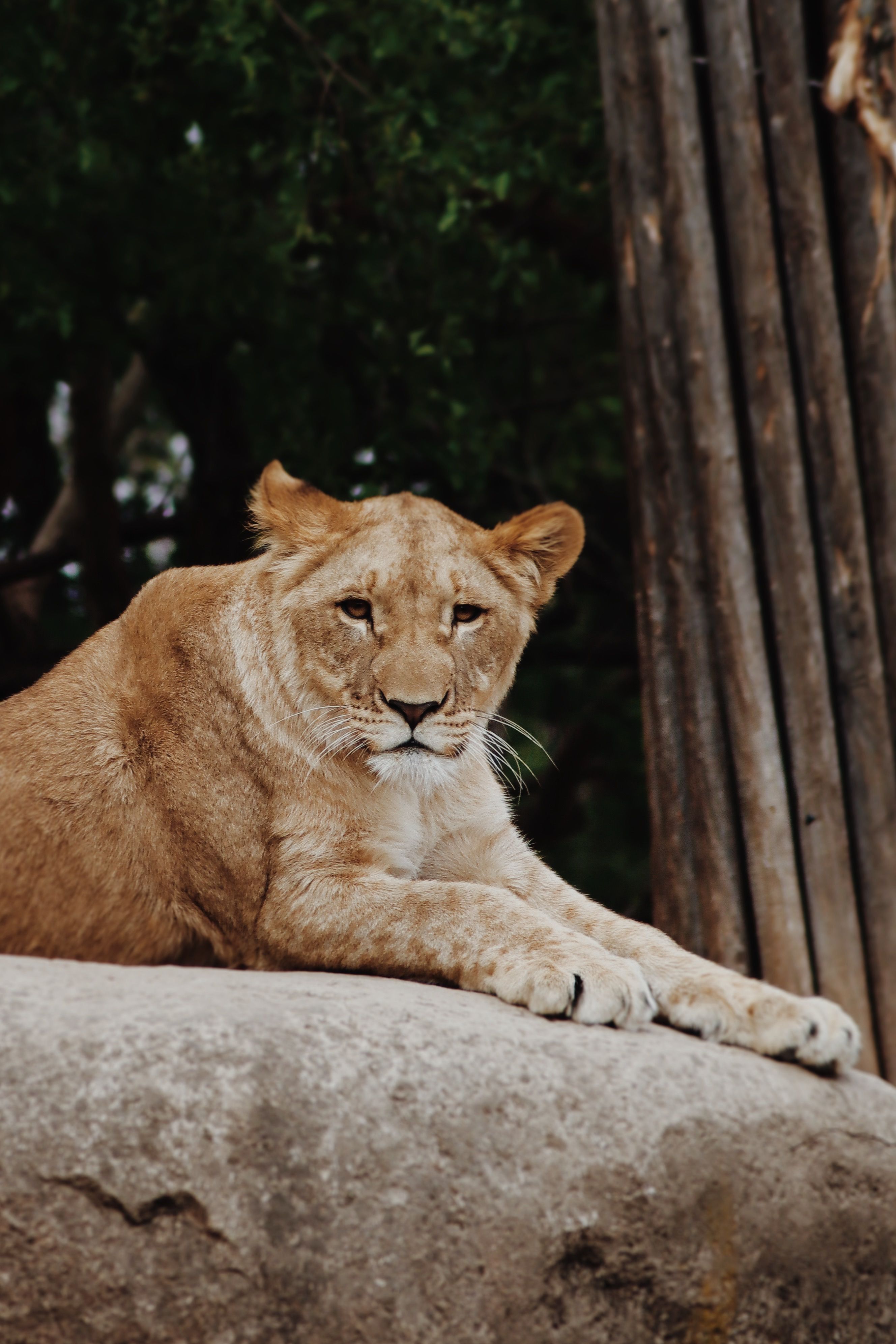 Calm Lioness Photos, Download The BEST Free Calm Lioness Stock Photos ...