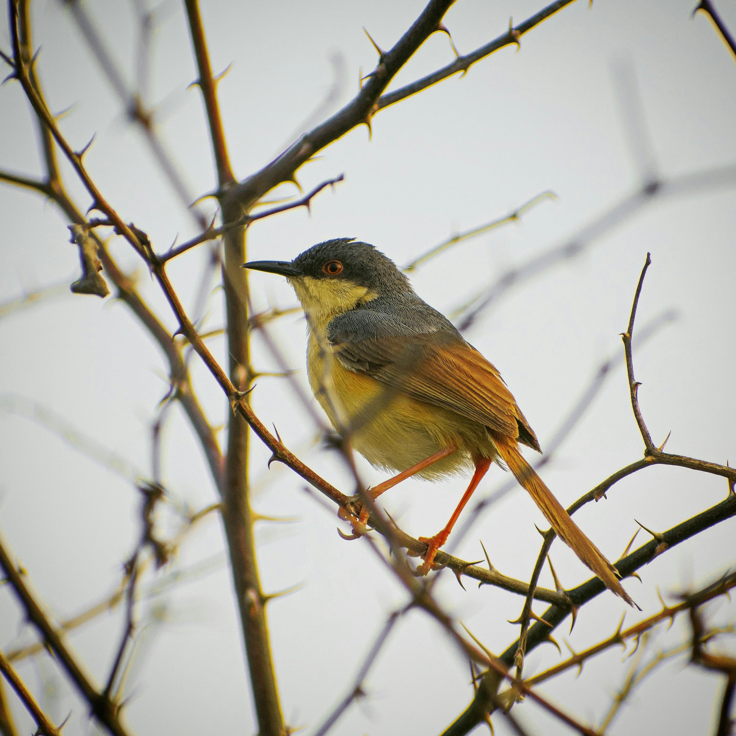 Close-up of a Passerine on a Tree Branch · Free Stock Photo