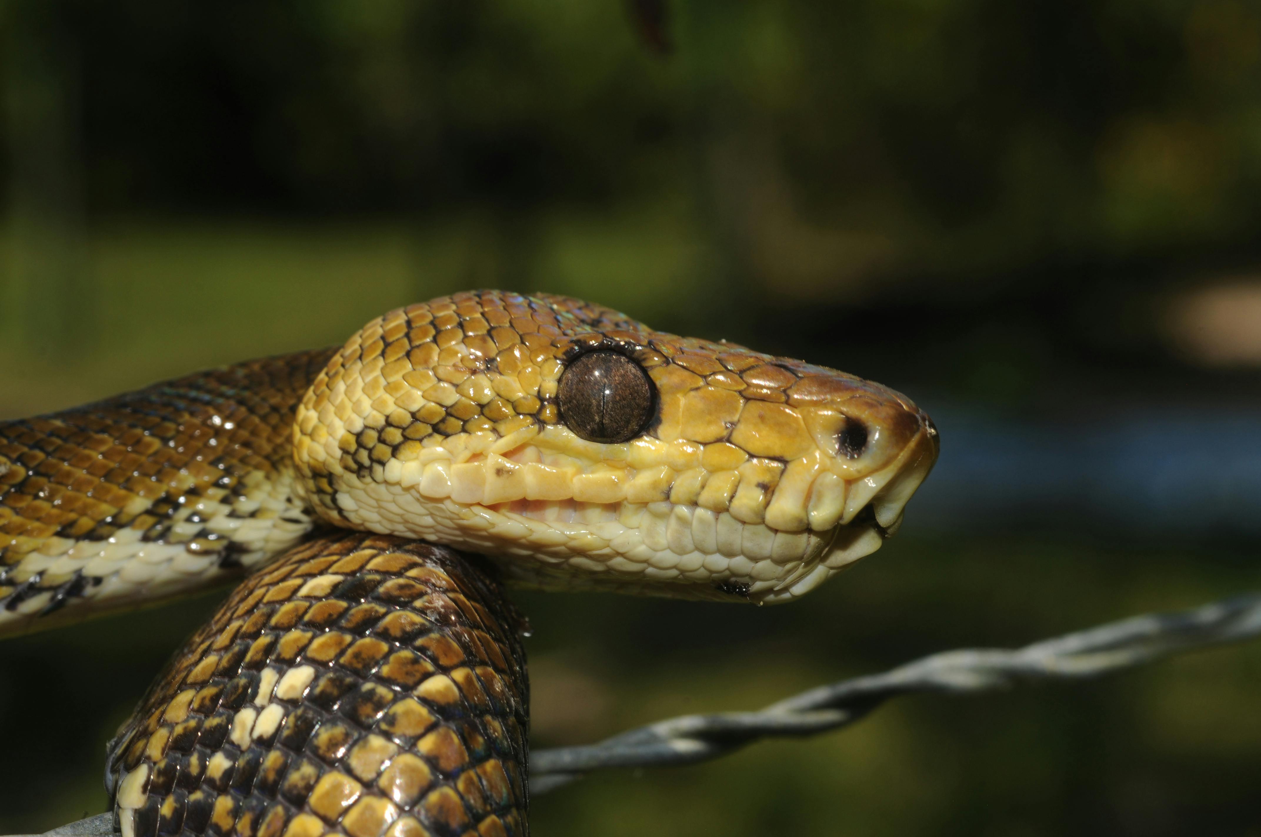 Green Snake Wrapped Around Tree Branch · Free Stock Photo