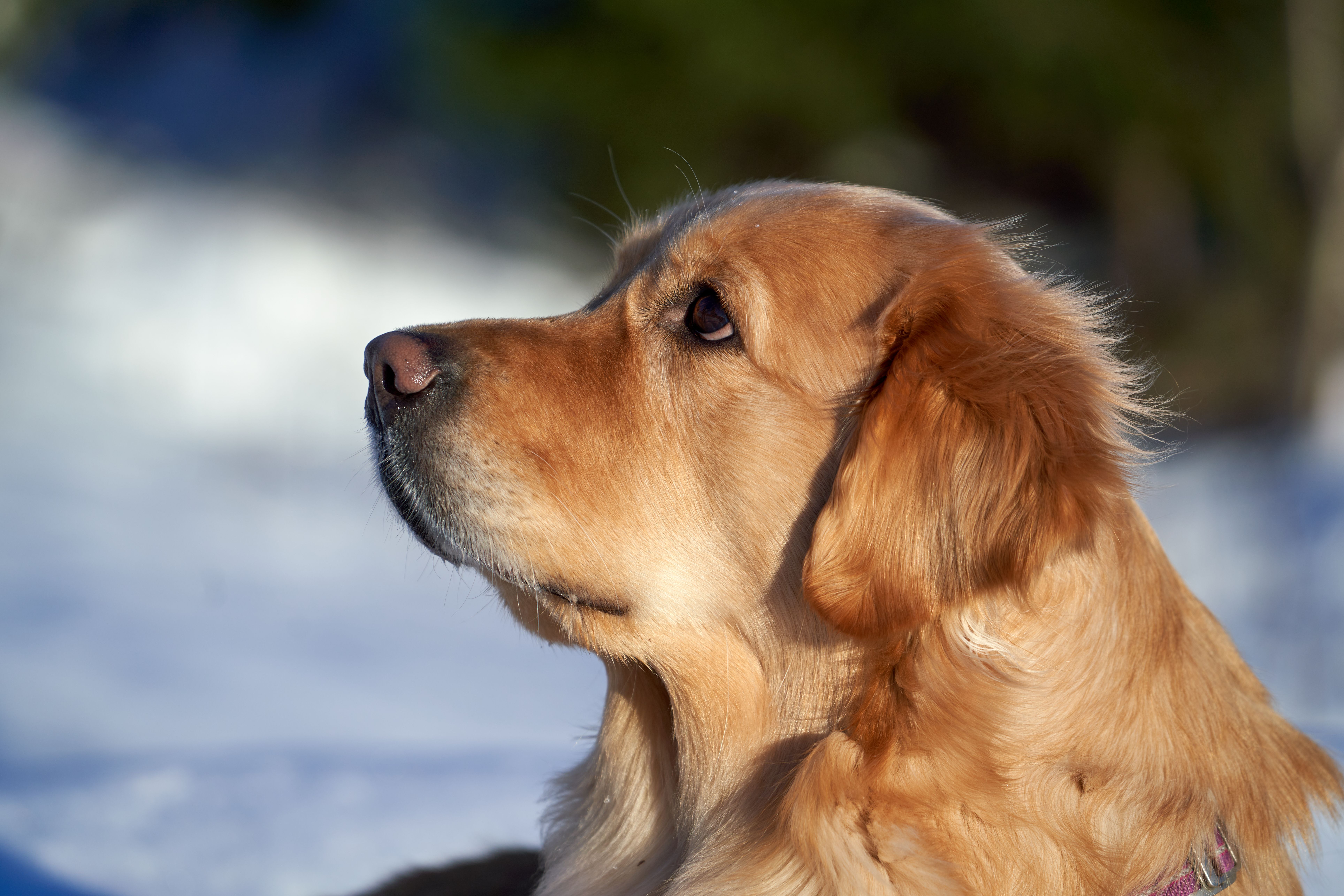 Close-Up Shot of a Golden Retriever · Free Stock Photo