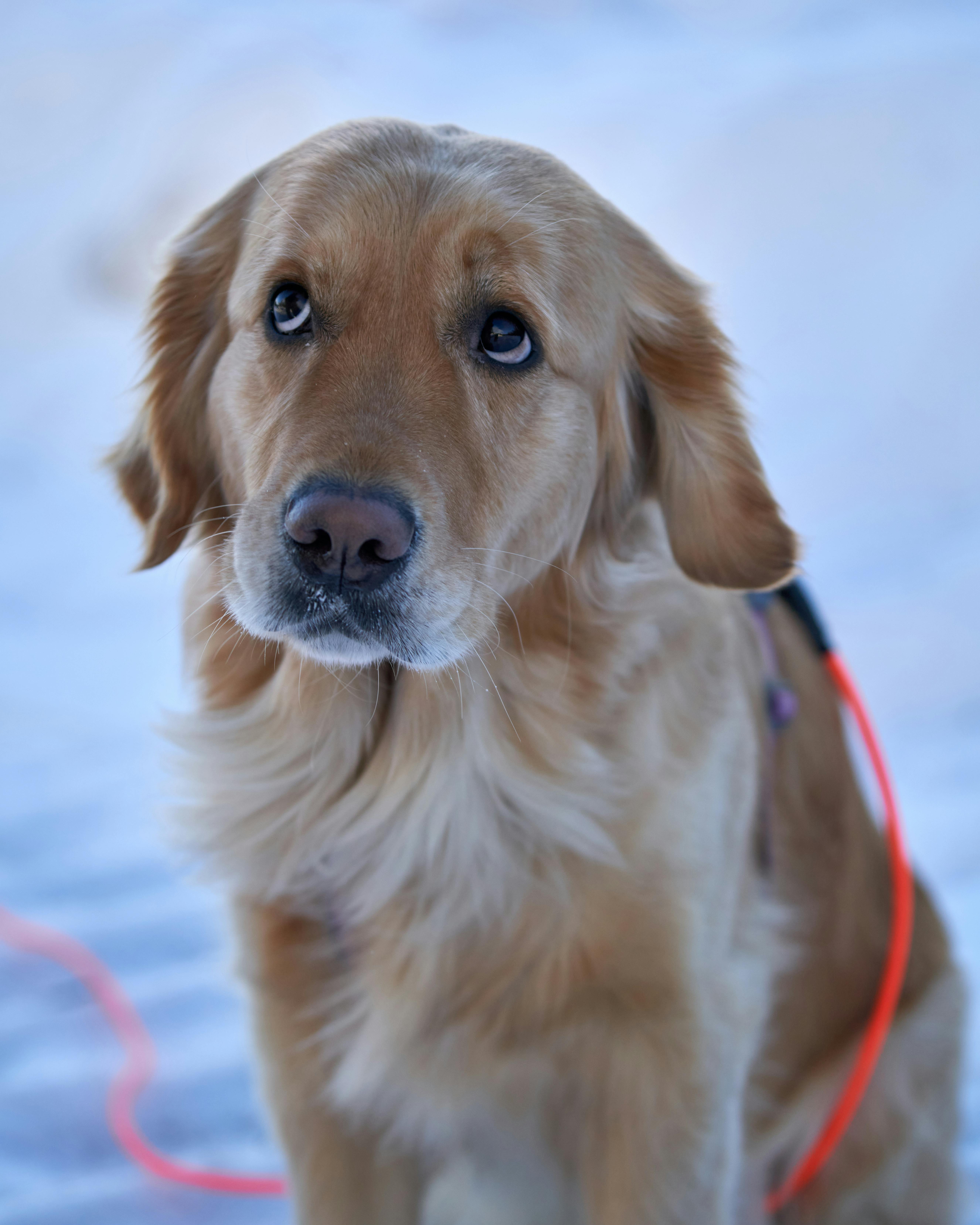 Dog with big guilty eyes, young female golden retriever · Free Stock Photo