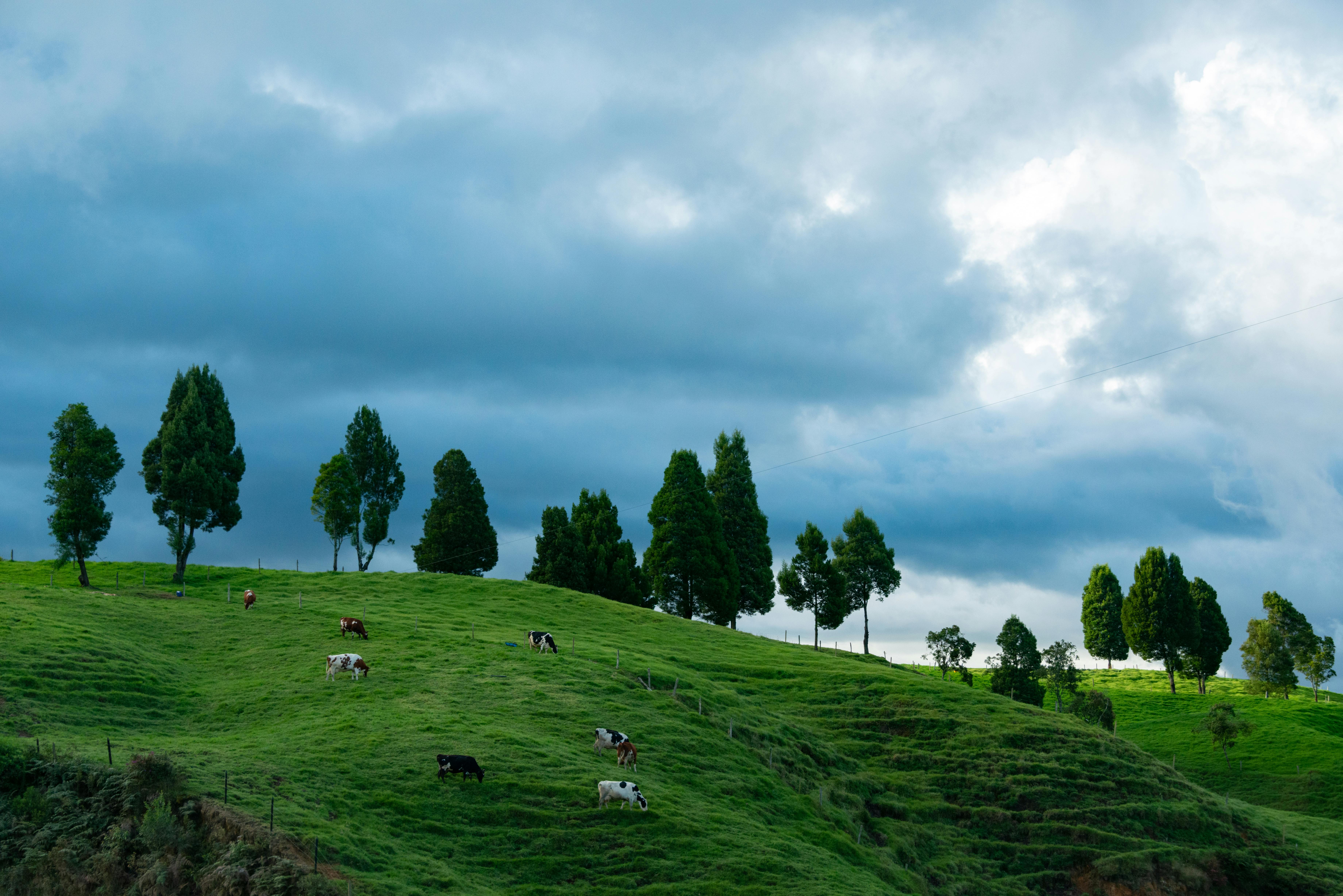 Cows and Trees on the Hills · Free Stock Photo