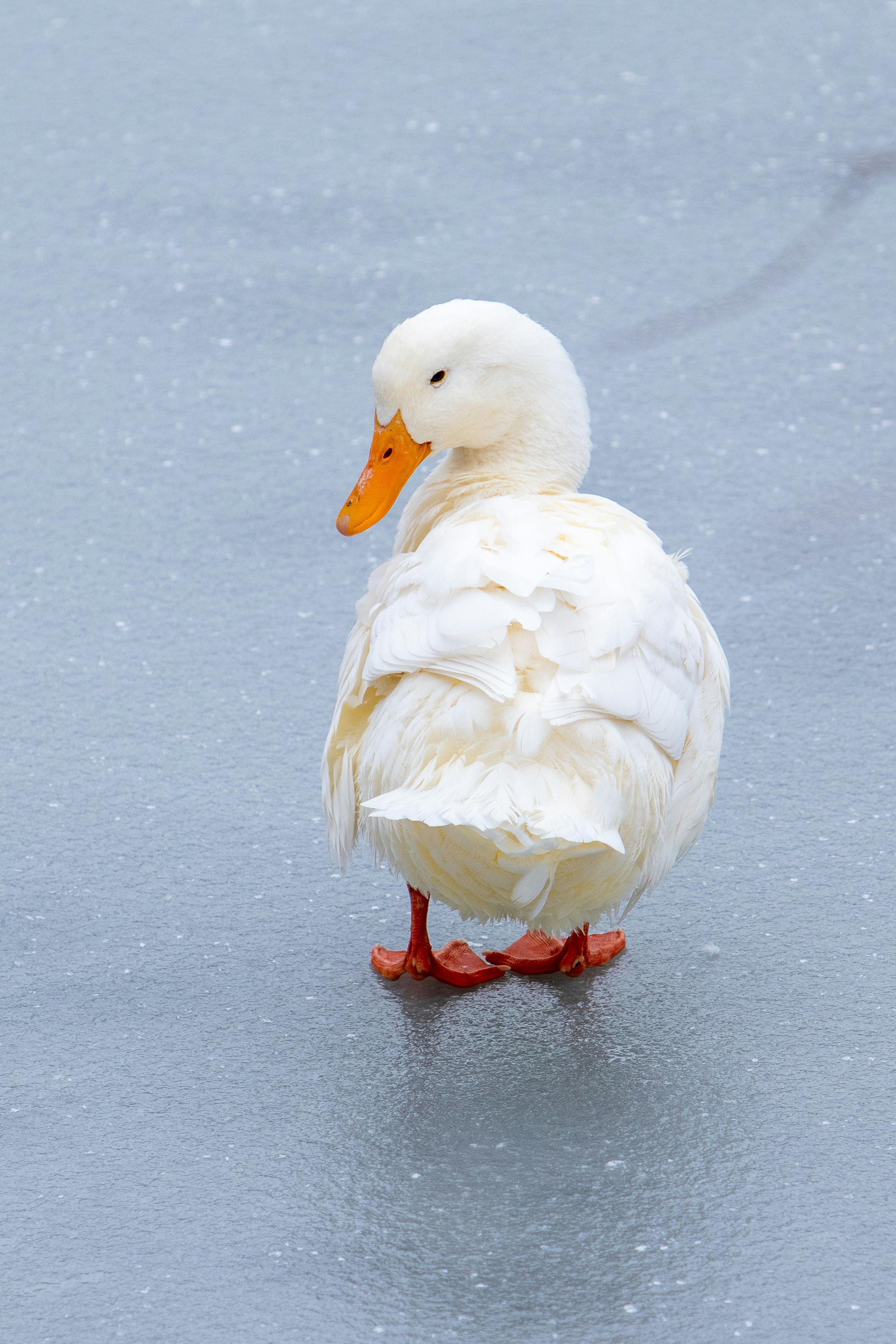 Duck On Ice Photos, Download The BEST Free Duck On Ice Stock Photos ...