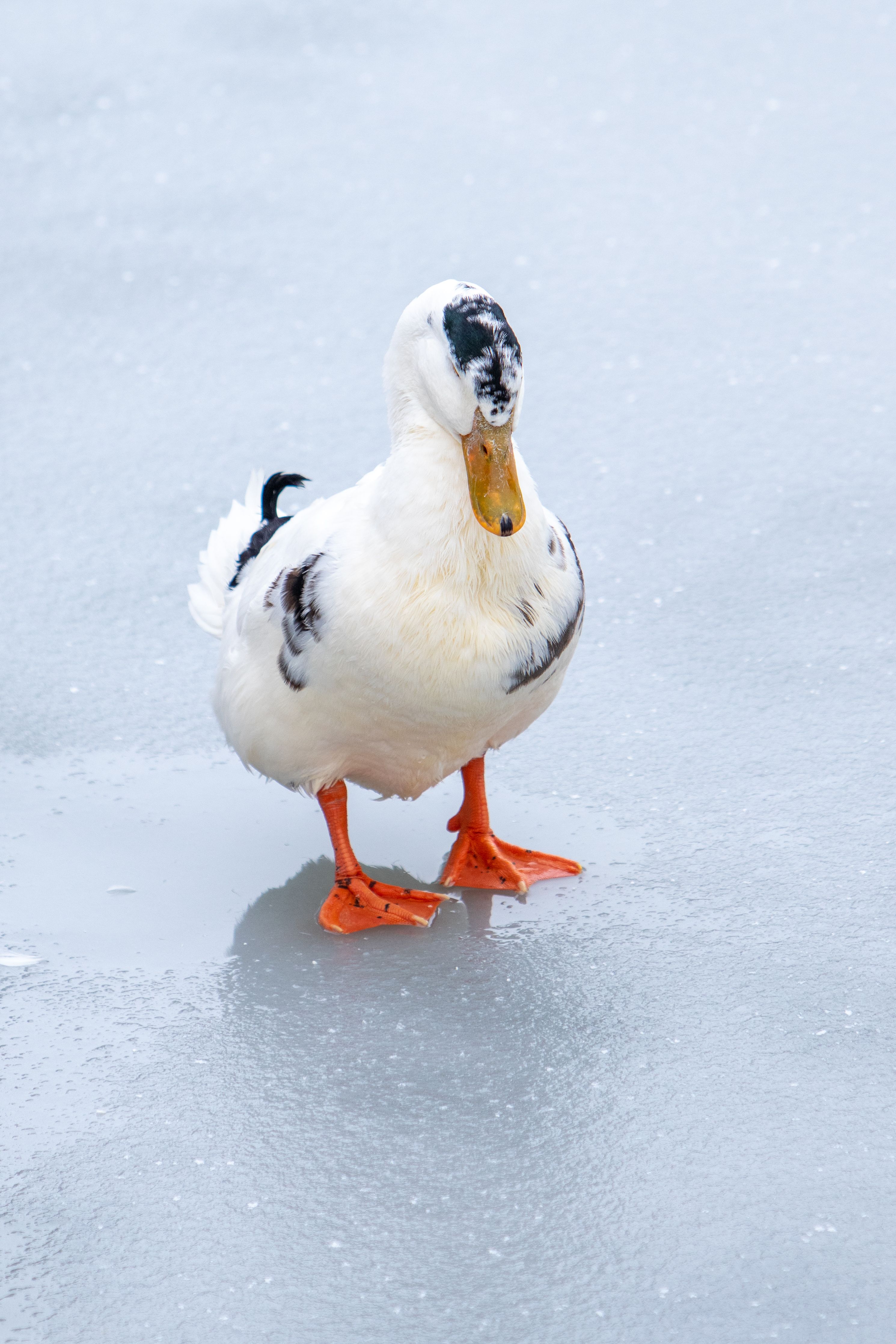 A duck standing on ice with its feet in the air · Free Stock Photo