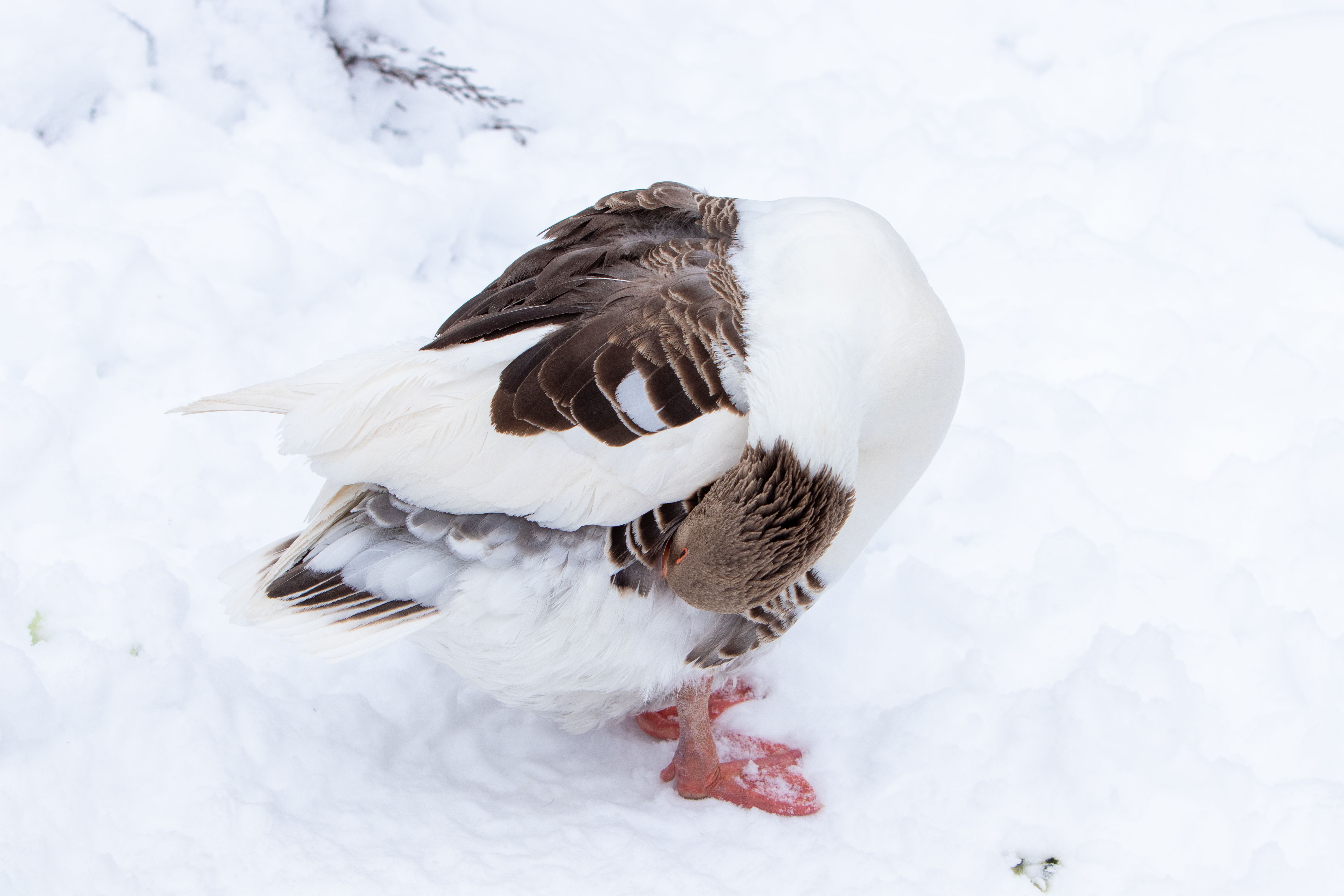 Duck in Snow · Free Stock Photo