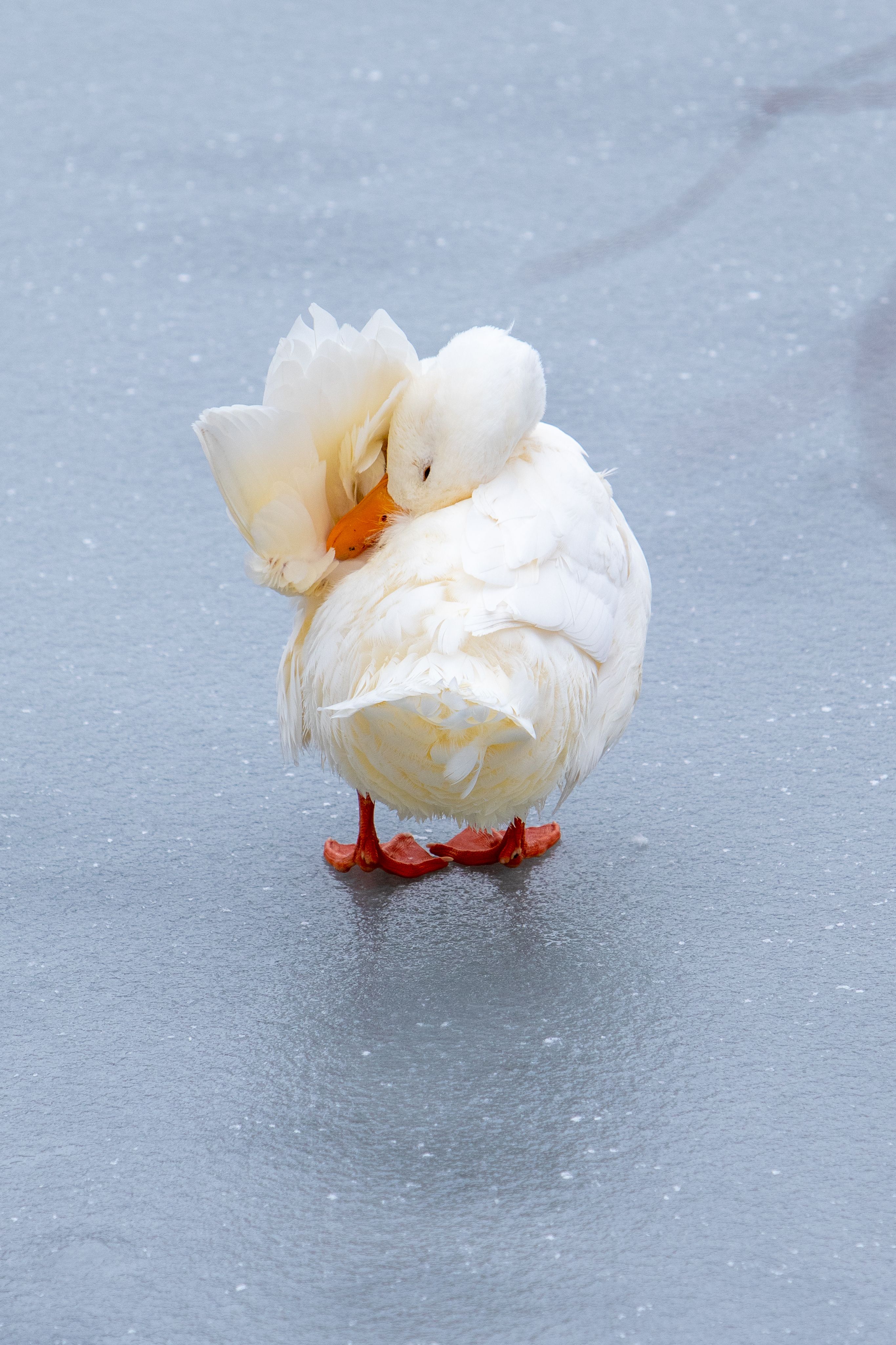 Close up of White Duck on Ice · Free Stock Photo