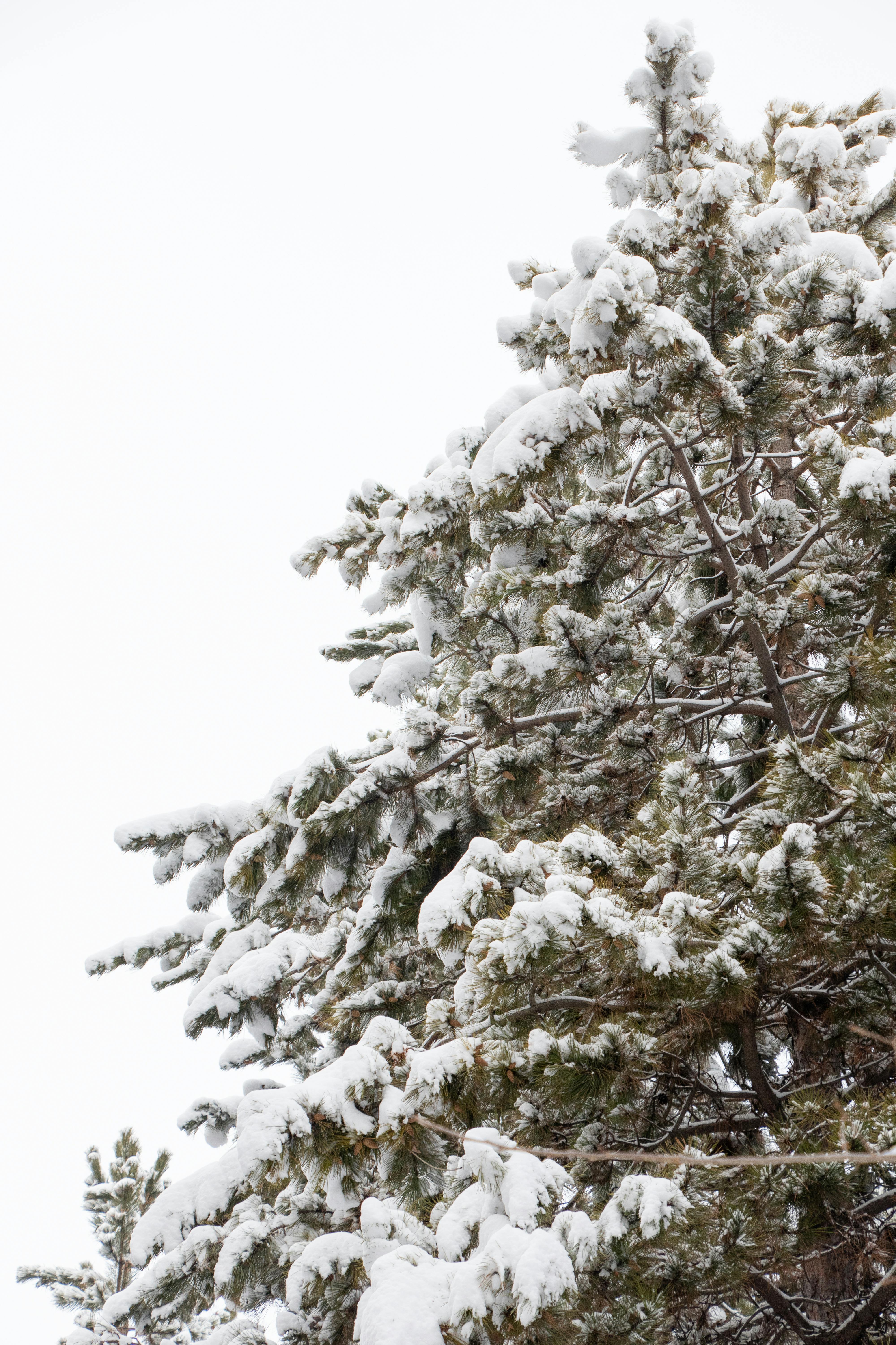 Evergreen Tree in Winter · Free Stock Photo