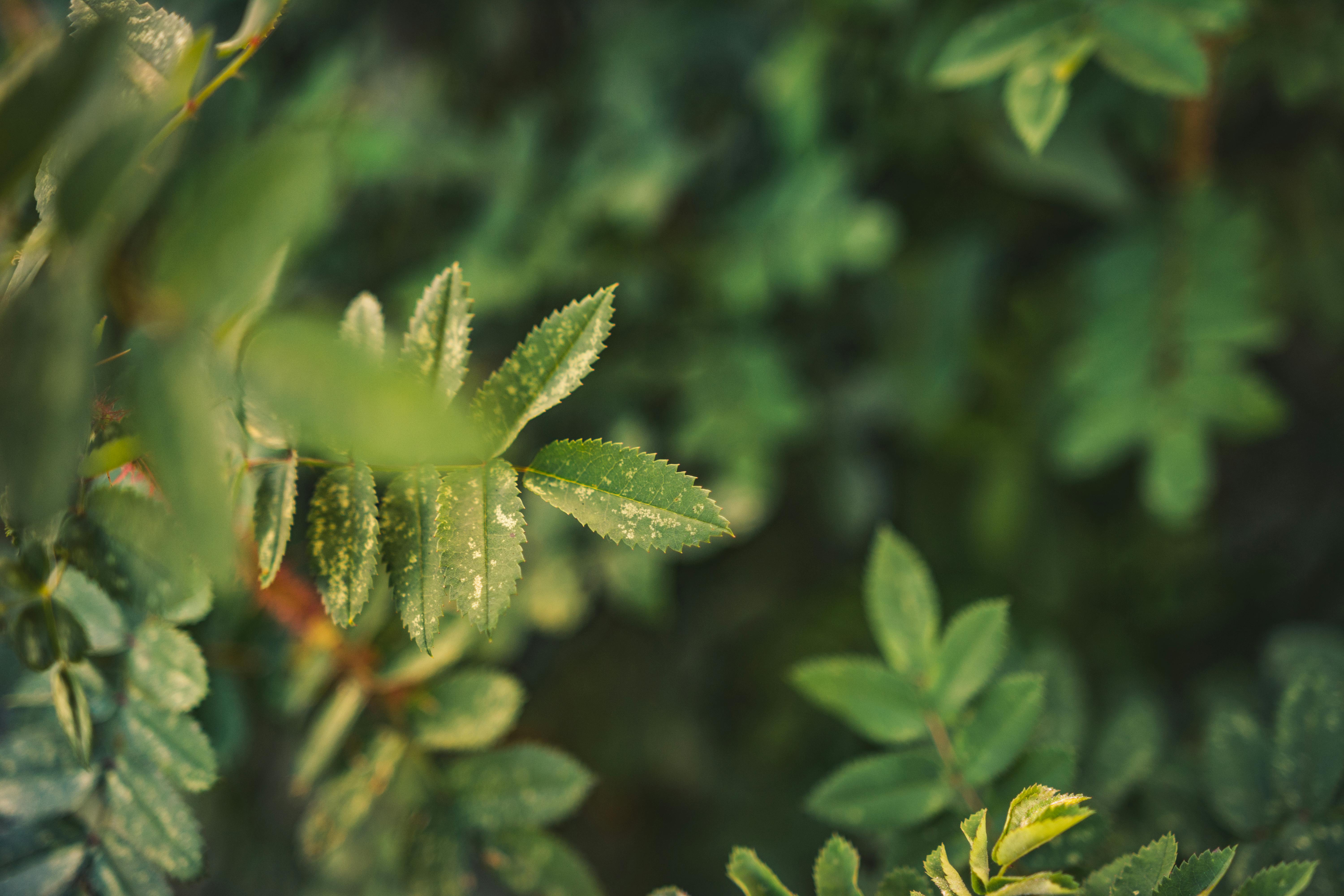 Green Leafed Leaves · Free Stock Photo