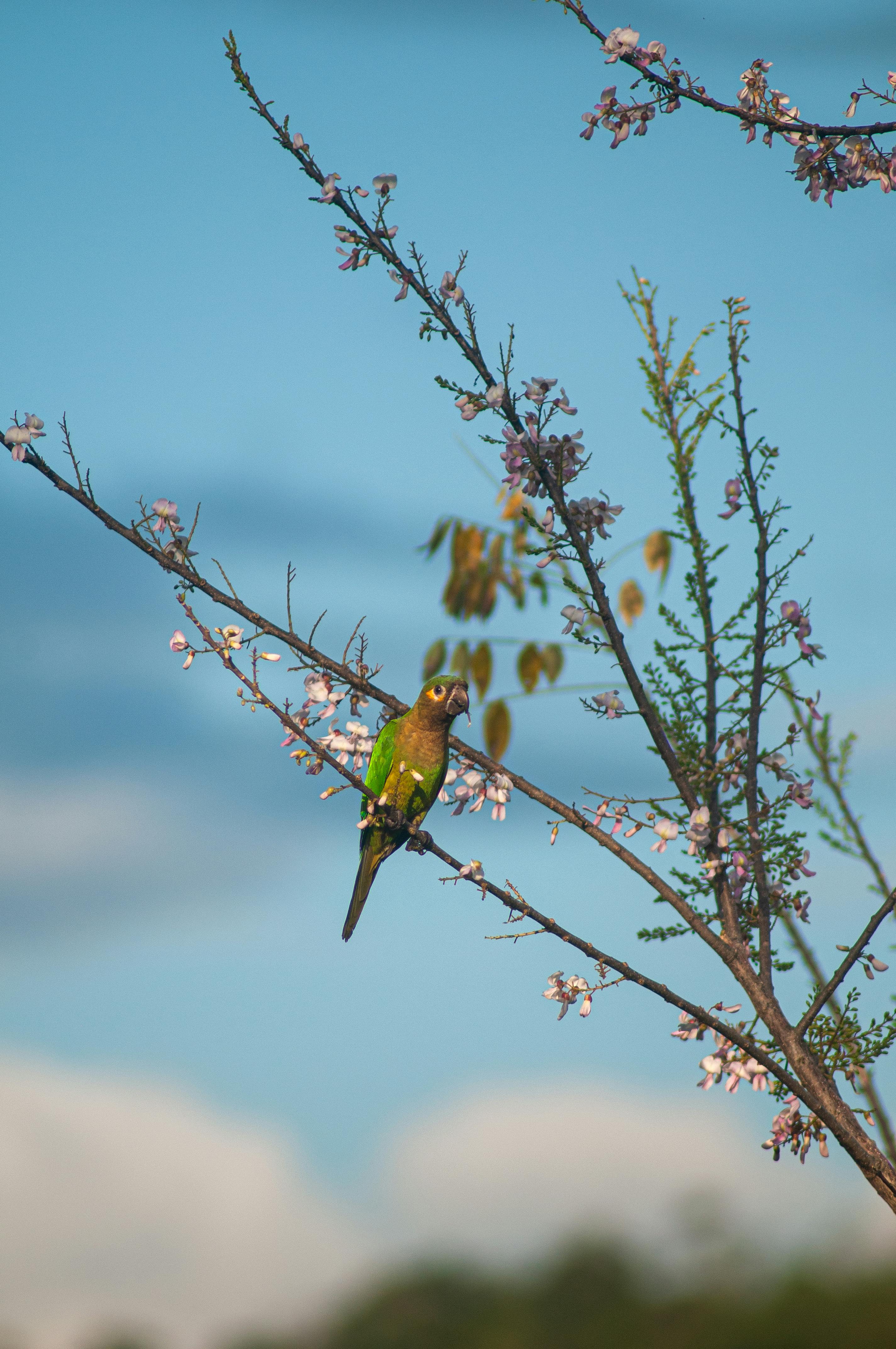 Perico Australiano Photos, Download The BEST Free Perico Australiano ...