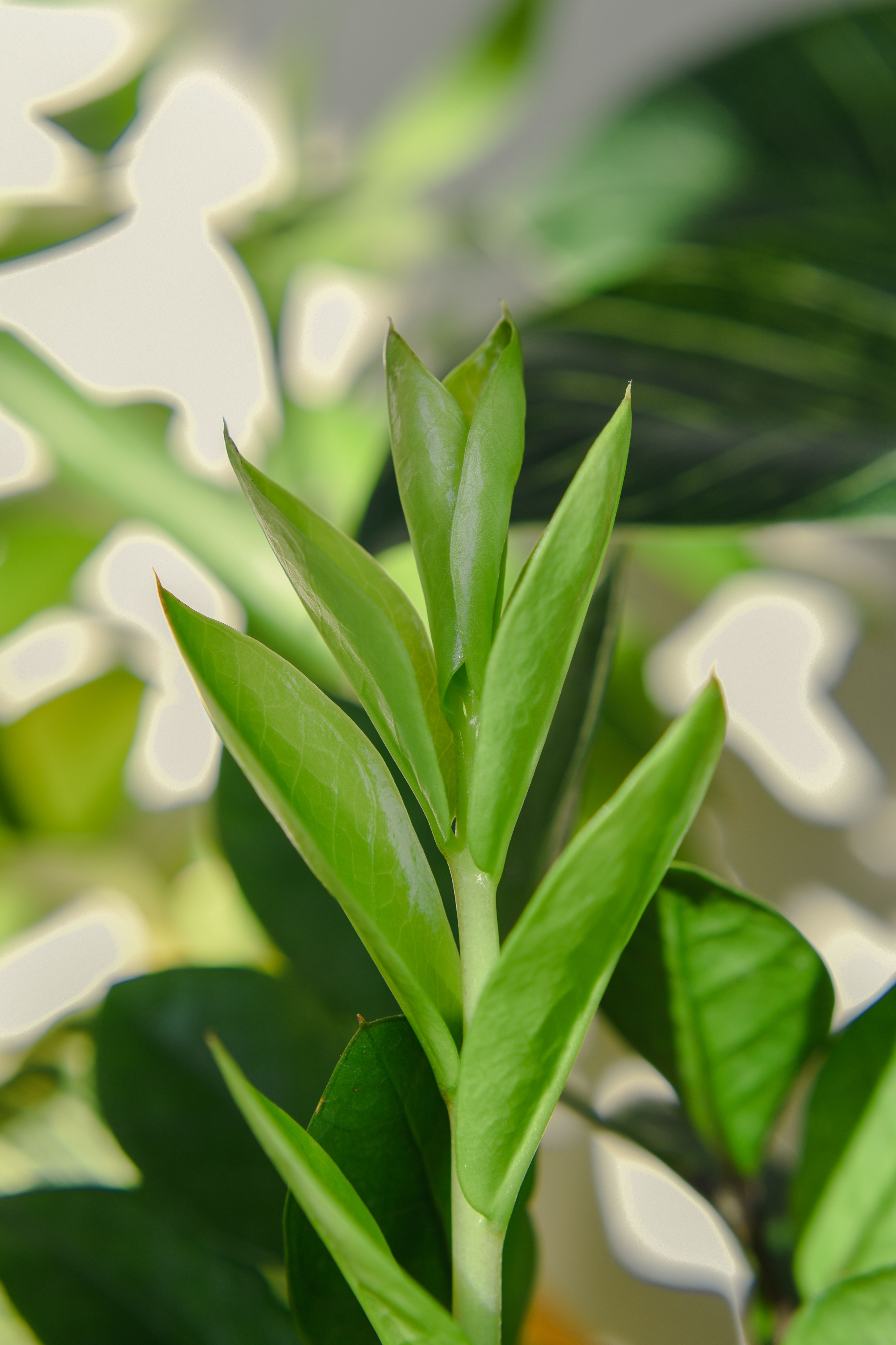 Green Oblate Leaf Plant · Free Stock Photo