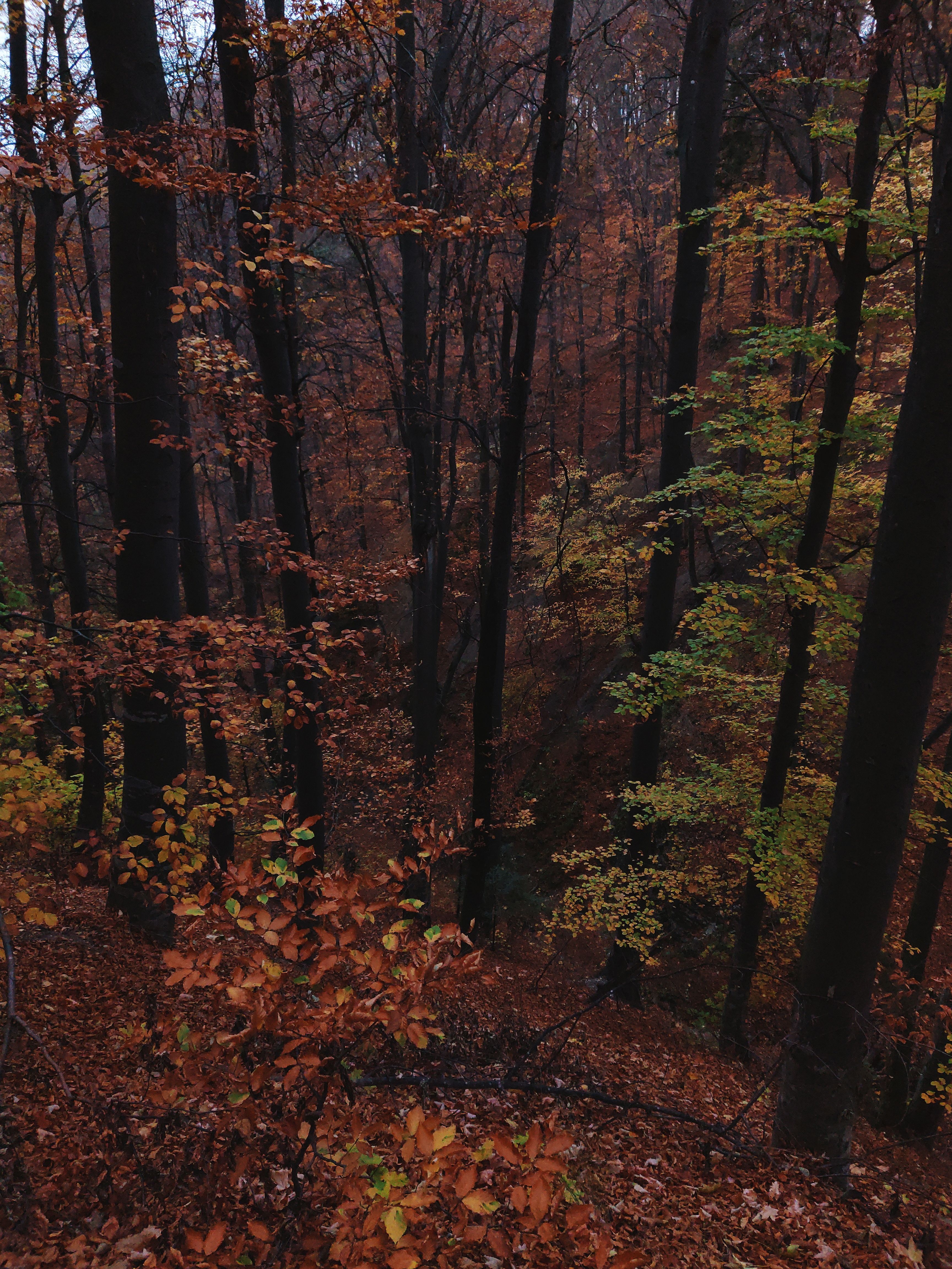 Brown Stems of Green Leafed Trees · Free Stock Photo
