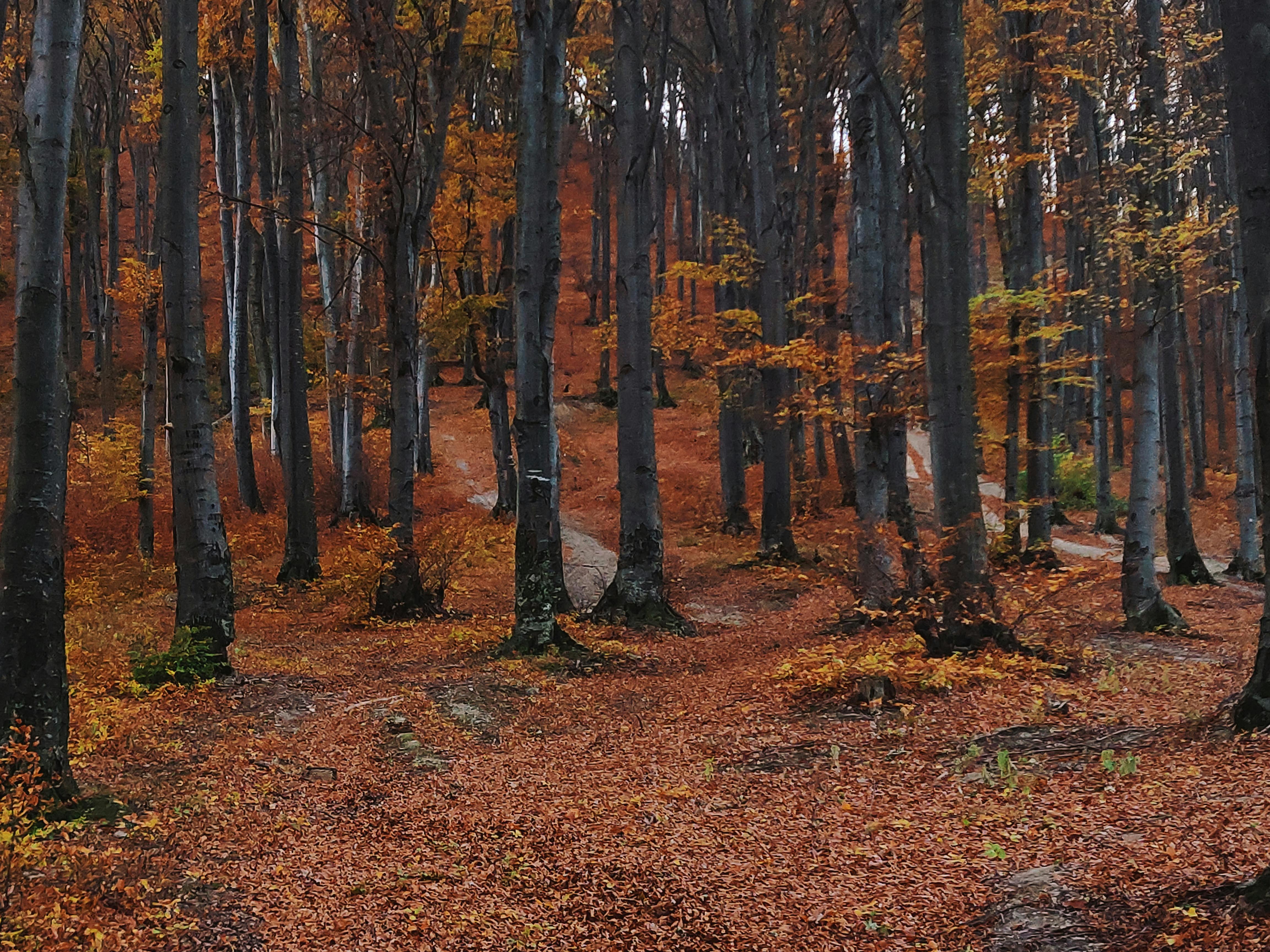 Trees in Forest during Autumn · Free Stock Photo