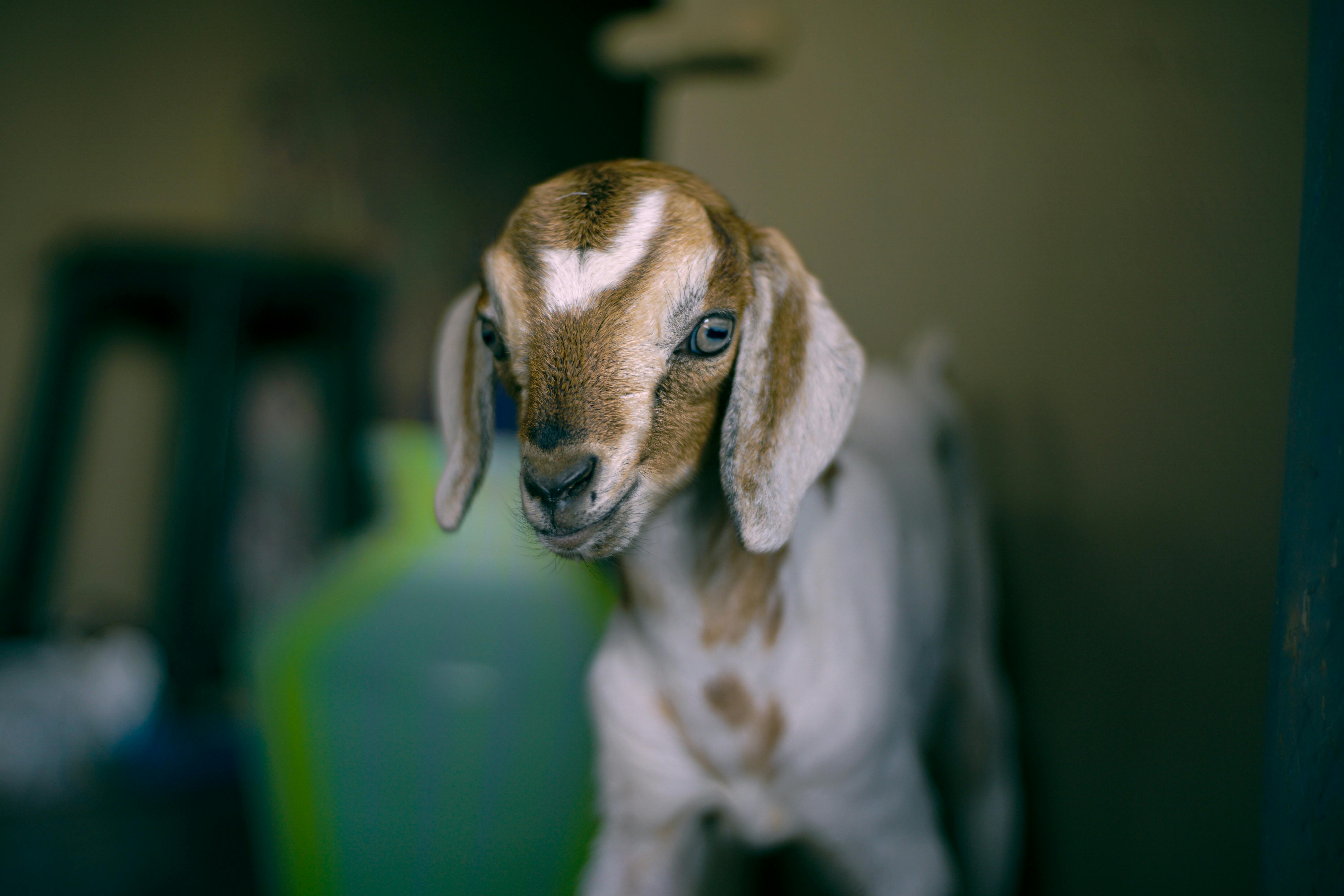 Selective Focus Beige and Brown Goat · Free Stock Photo
