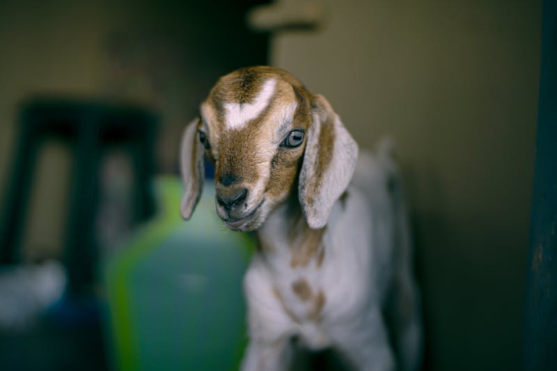 Goat Face Photos, Download The BEST Free Goat Face Stock Photos & HD Images