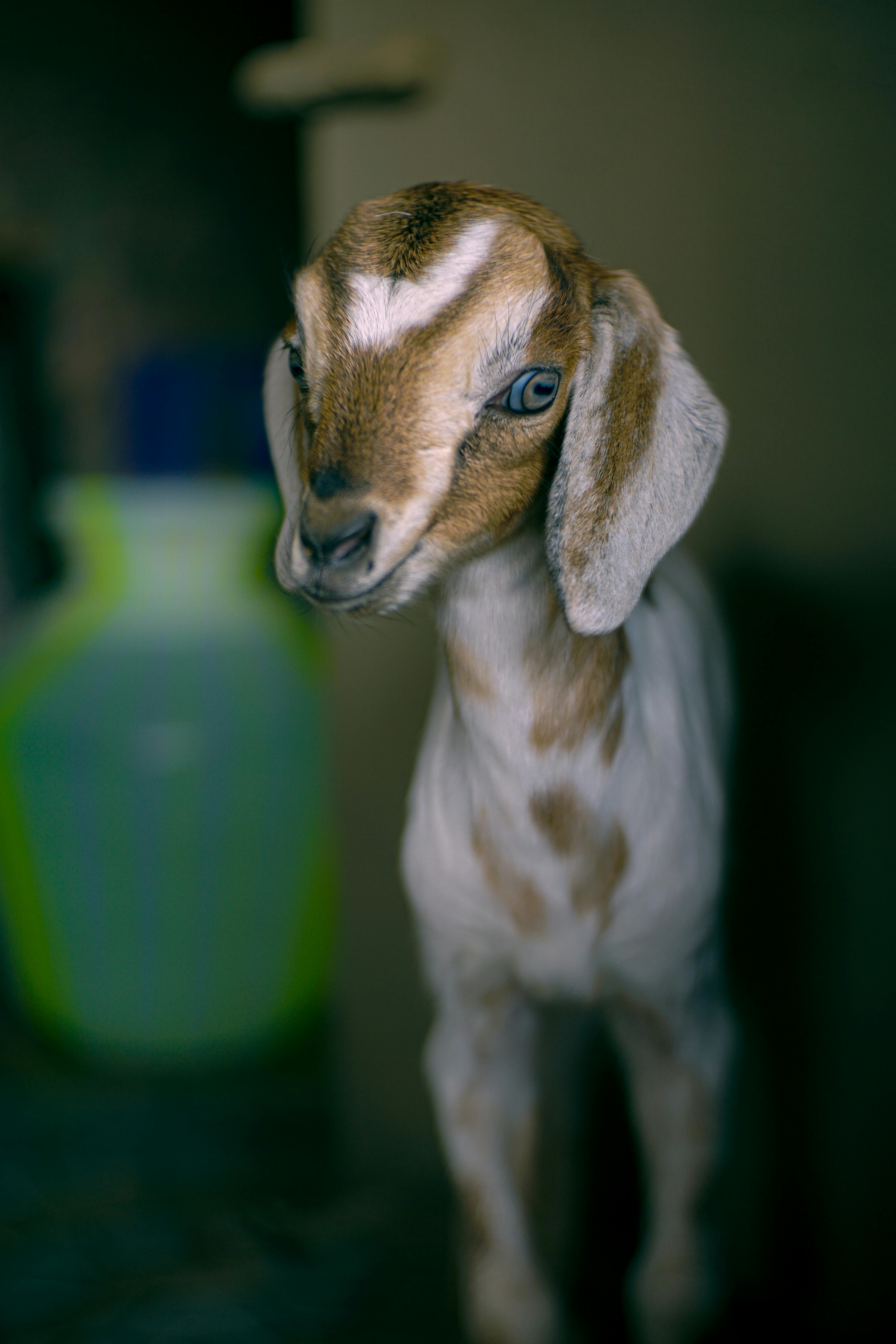 Close-up of a Goat · Free Stock Photo