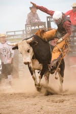 Bull Riding Photos, Download The BEST Free Bull Riding Stock Photos ...