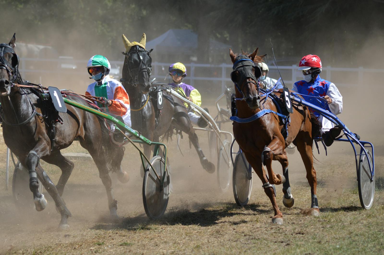 Harness Racing Photos, Download The BEST Free Harness Racing Stock ...
