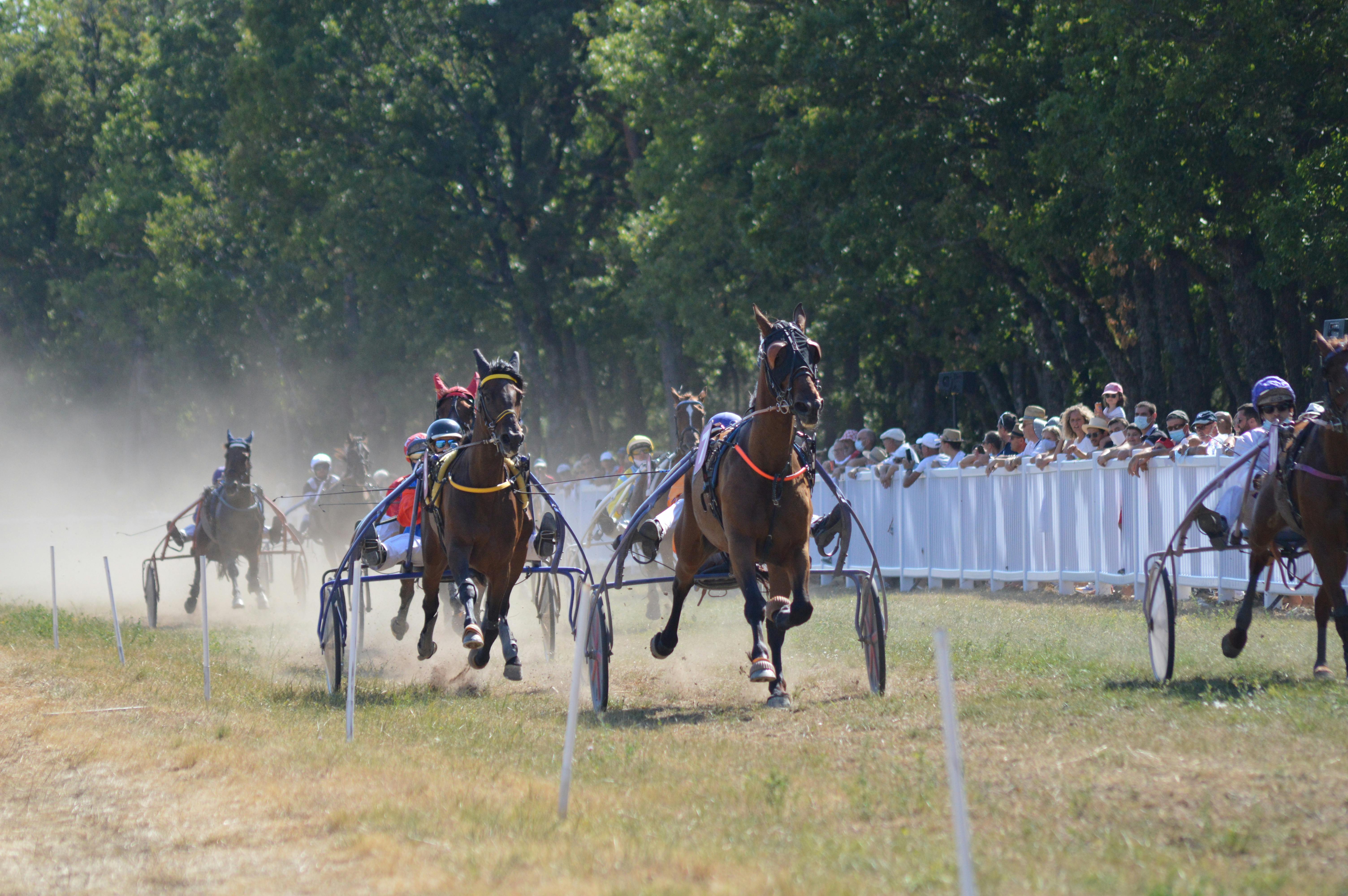 Modern Sulky Race · Free Stock Photo