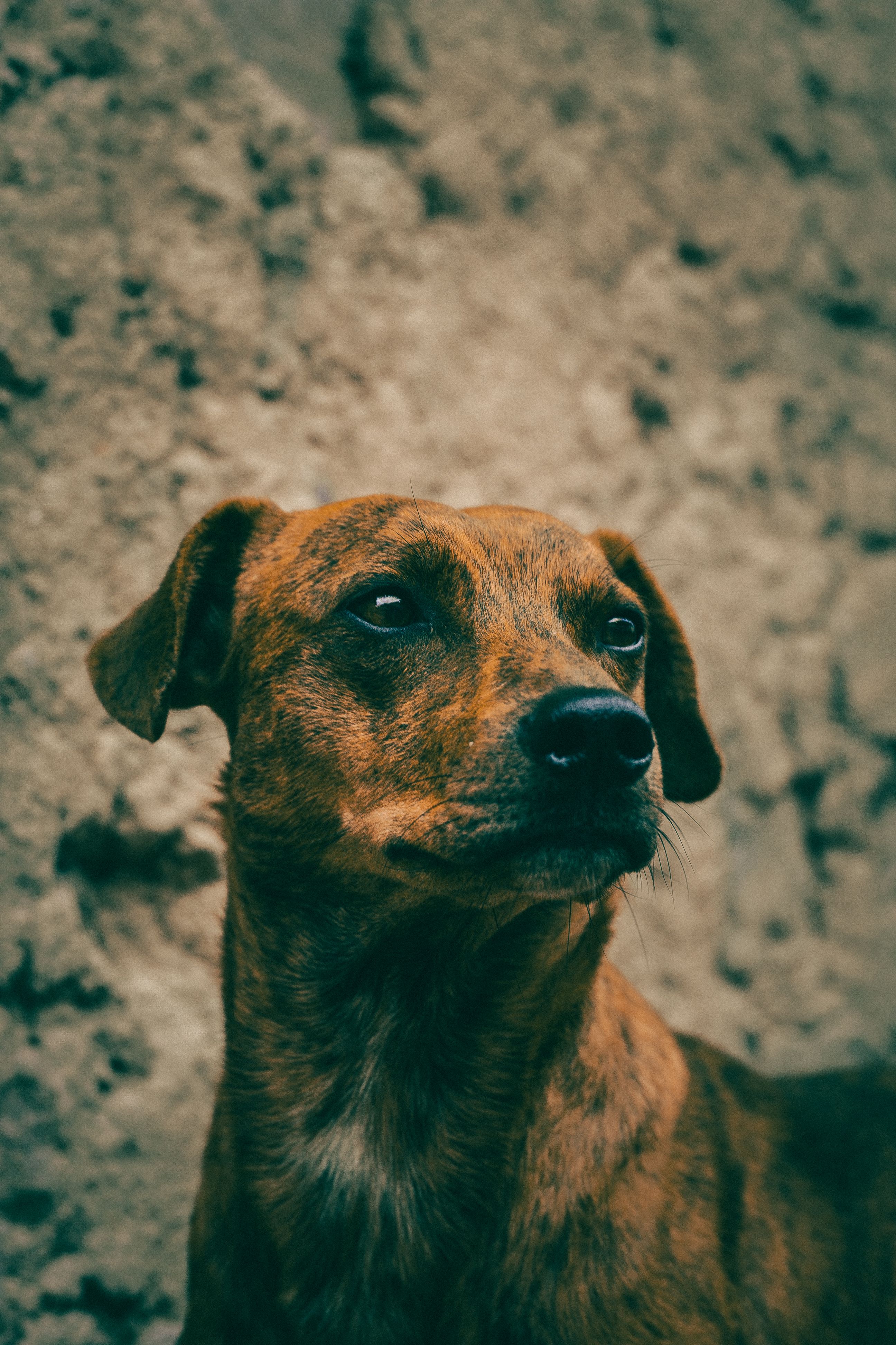 Close-up of a Canine · Free Stock Photo