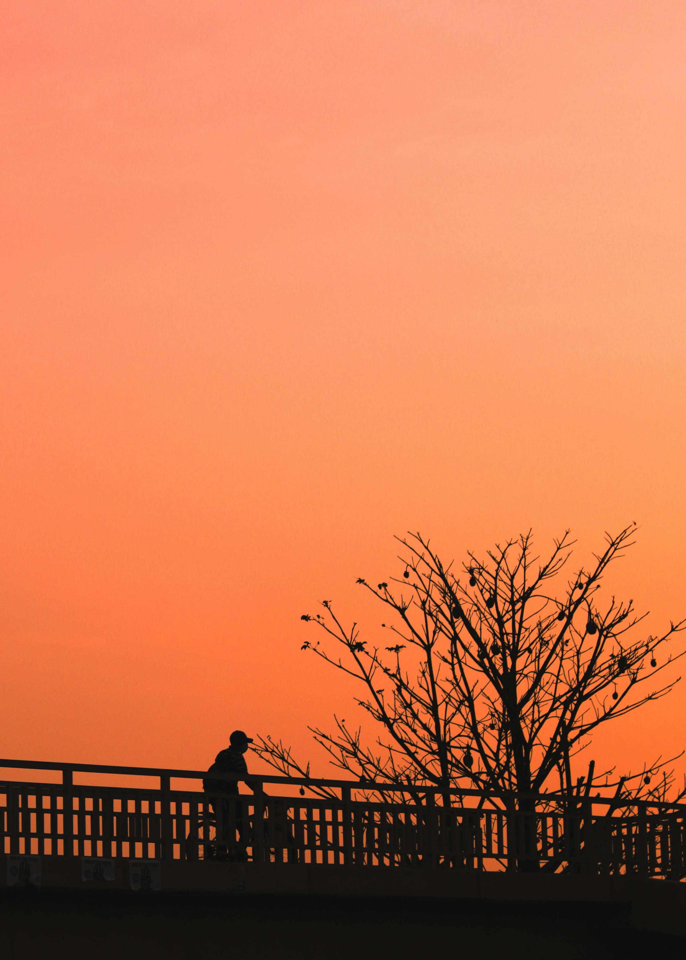 Yellow Sunset Sky over Tree · Free Stock Photo