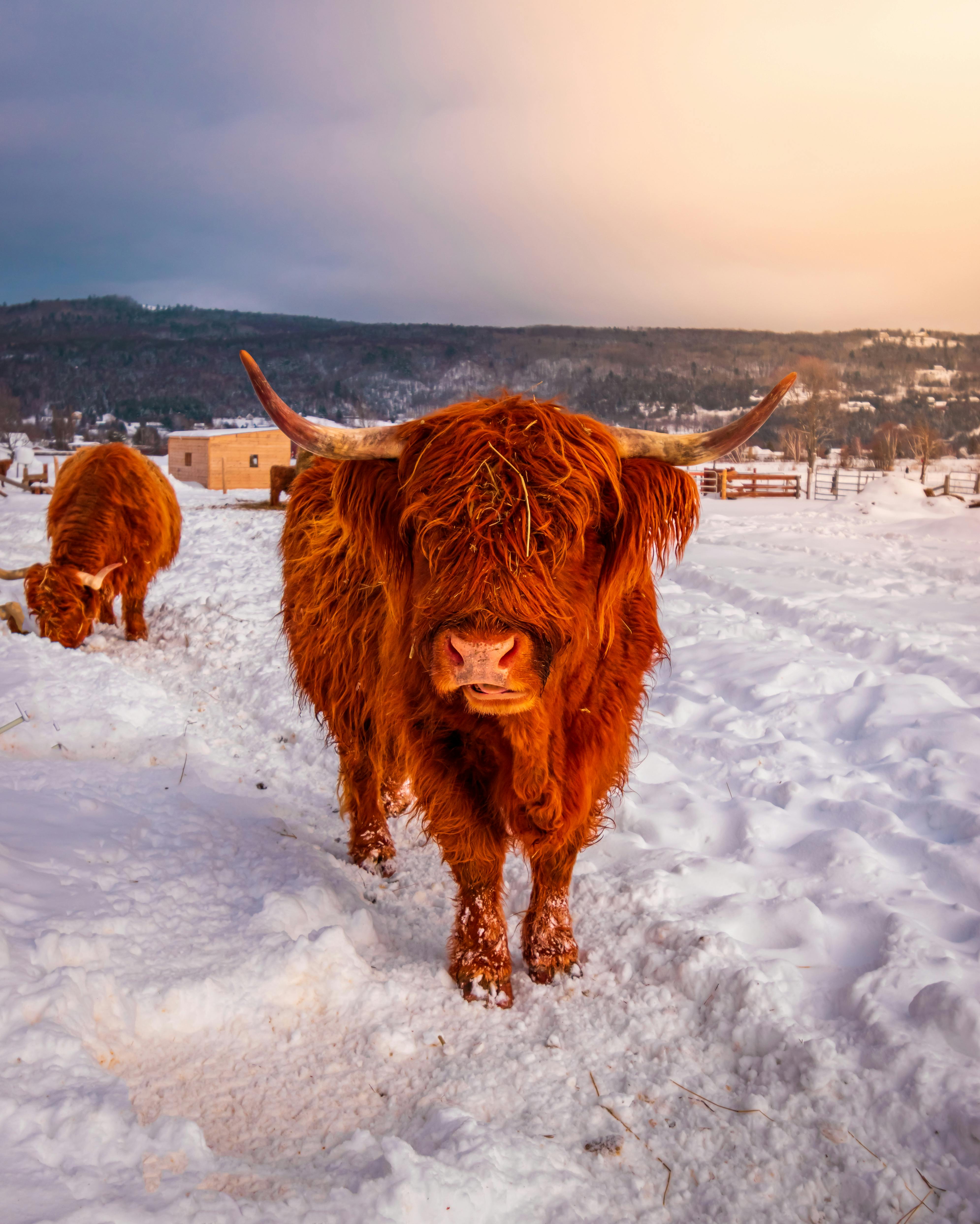 Highland Cow Snow Scottish Highland Cow In Snow, Lower Saxony Our