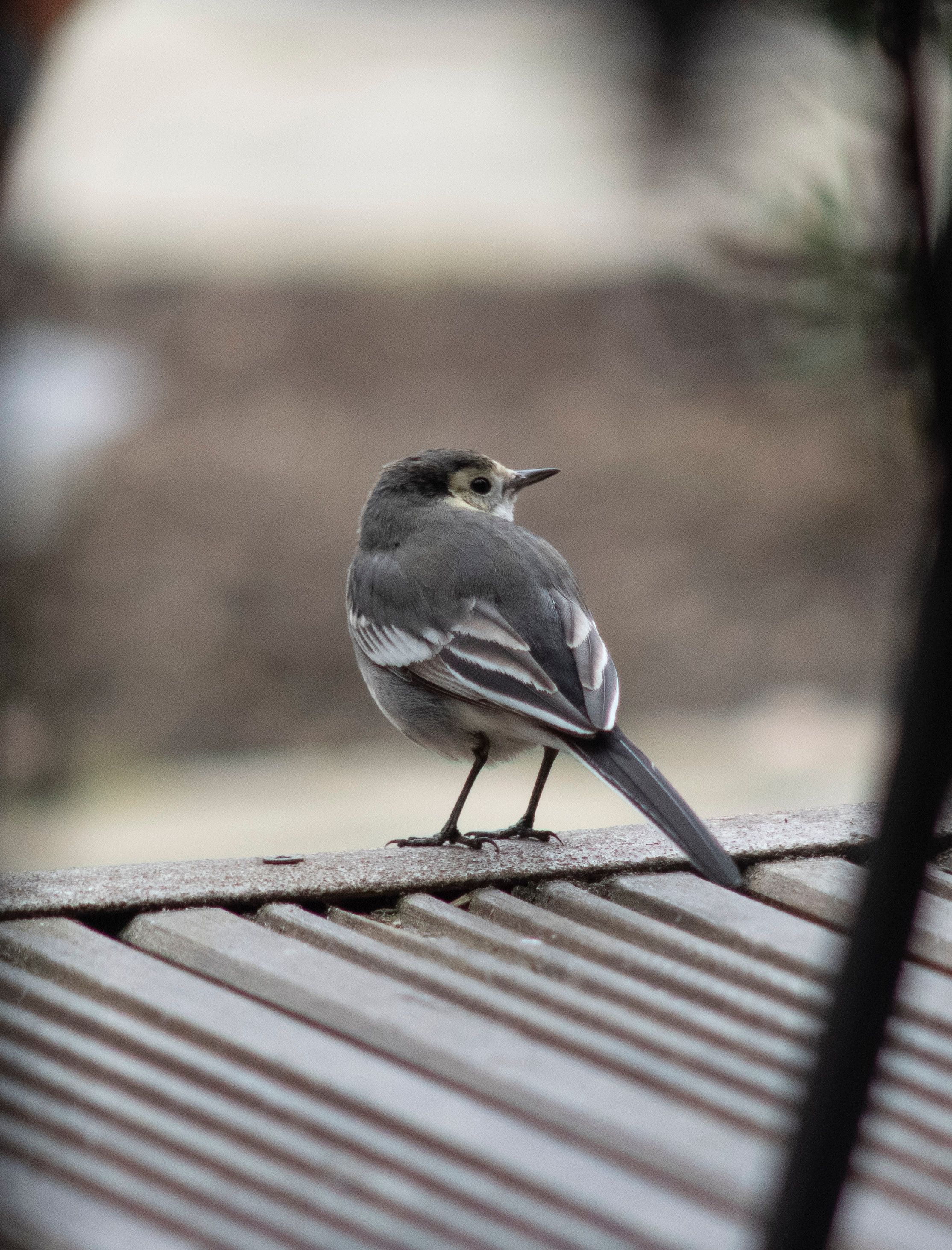 Indian Robin in Close Up · Free Stock Photo