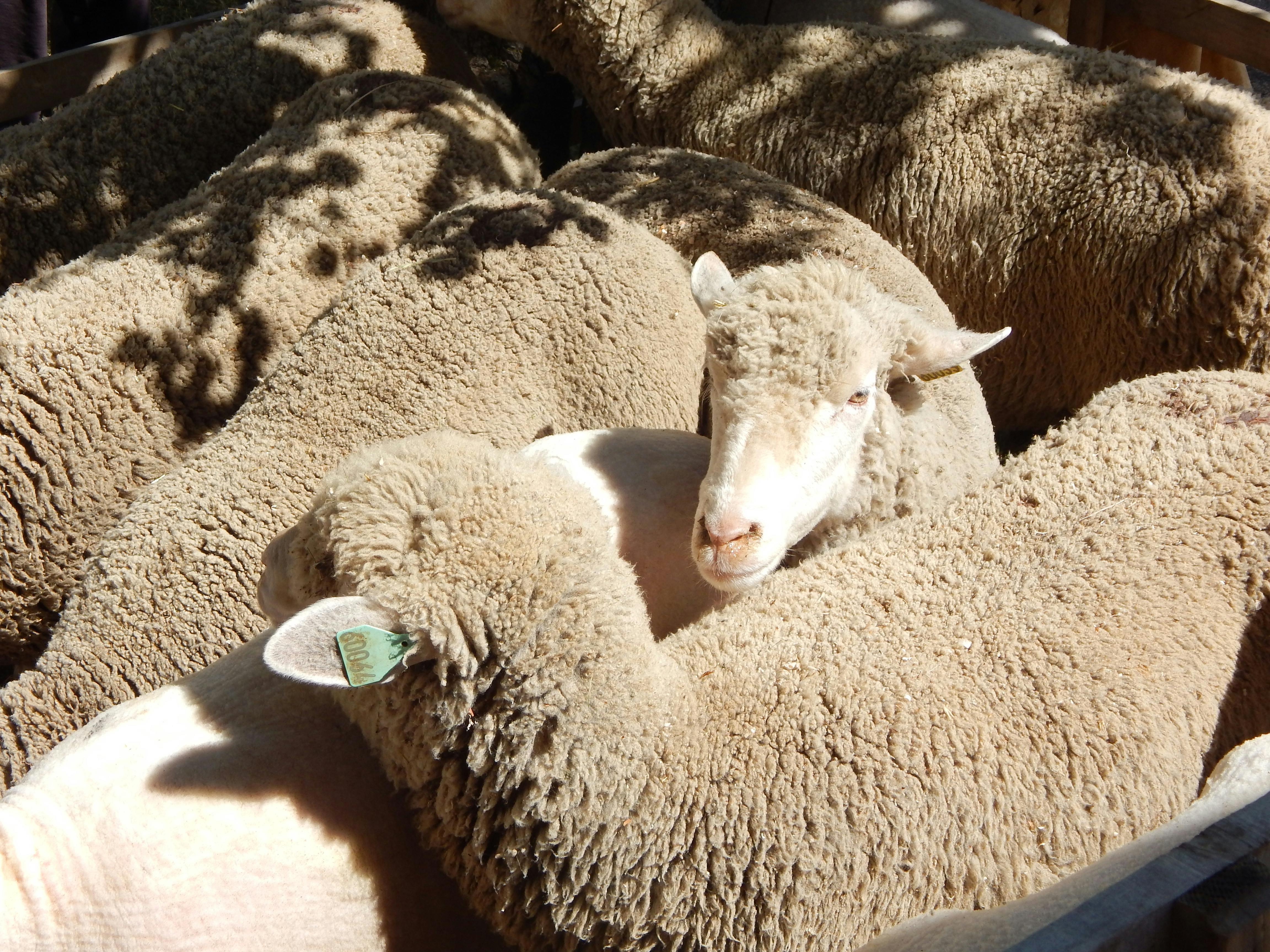 High Resolution Sheep Photos, Download The BEST Free High Resolution ...