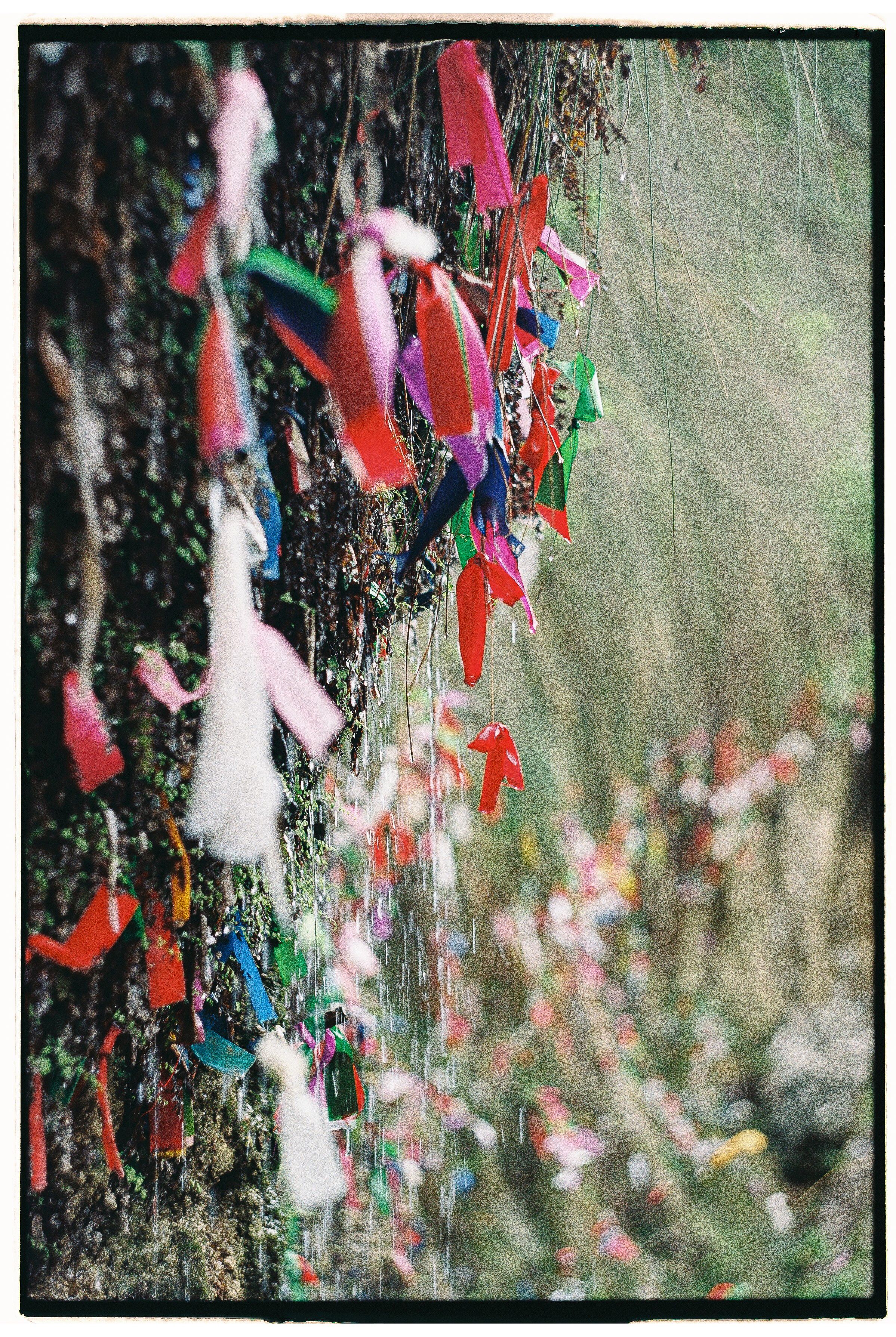 Close-up of Colorful Ribbons on the Tree · Free Stock Photo