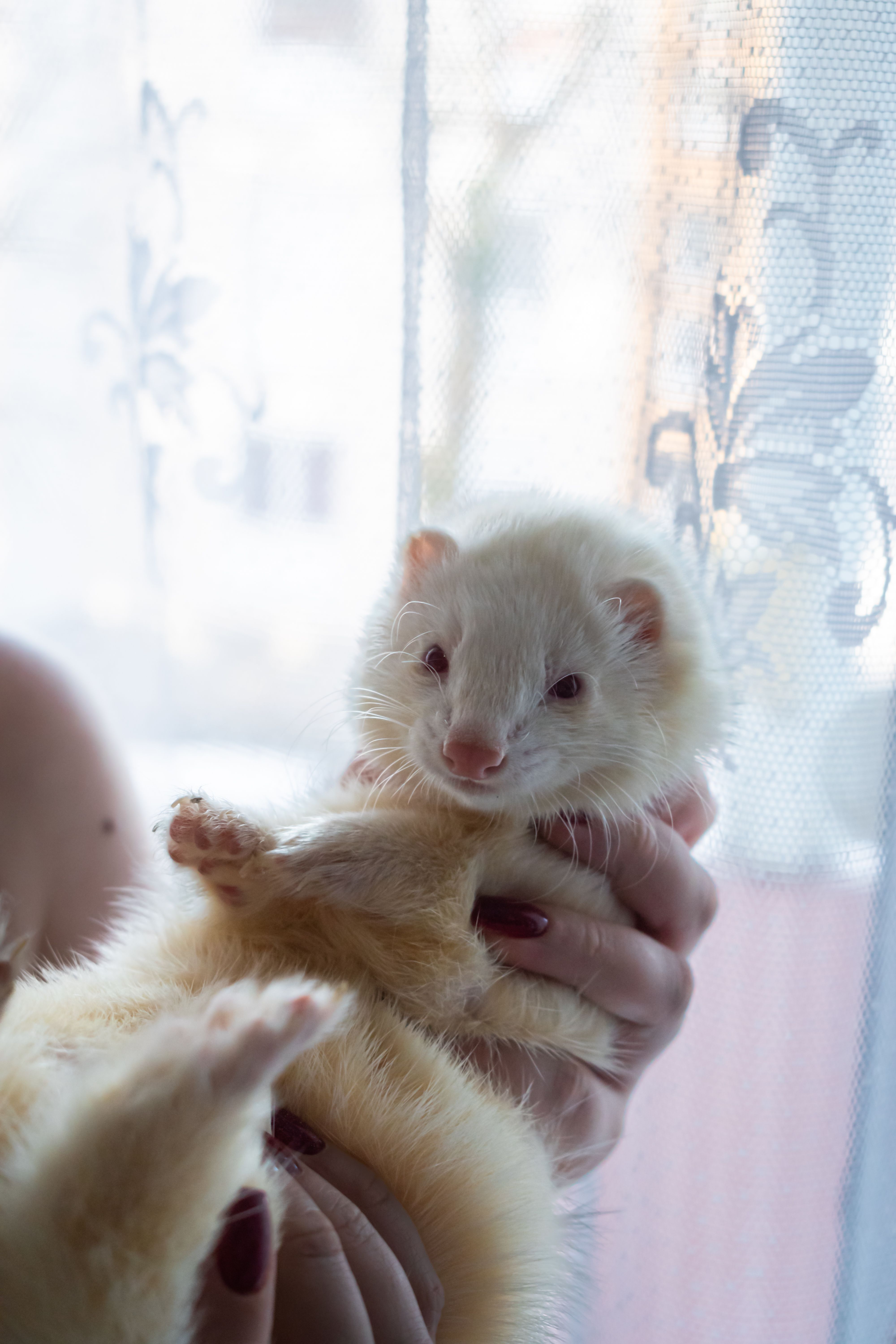 Close-up of a White Ferret · Free Stock Photo