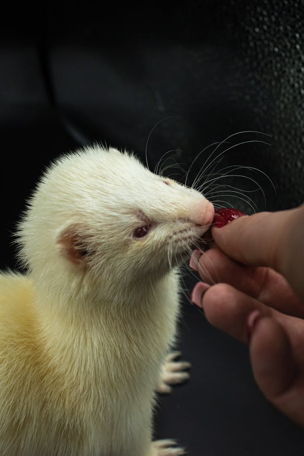 Ferret Photos, Download The BEST Free Ferret Stock Photos & HD Images