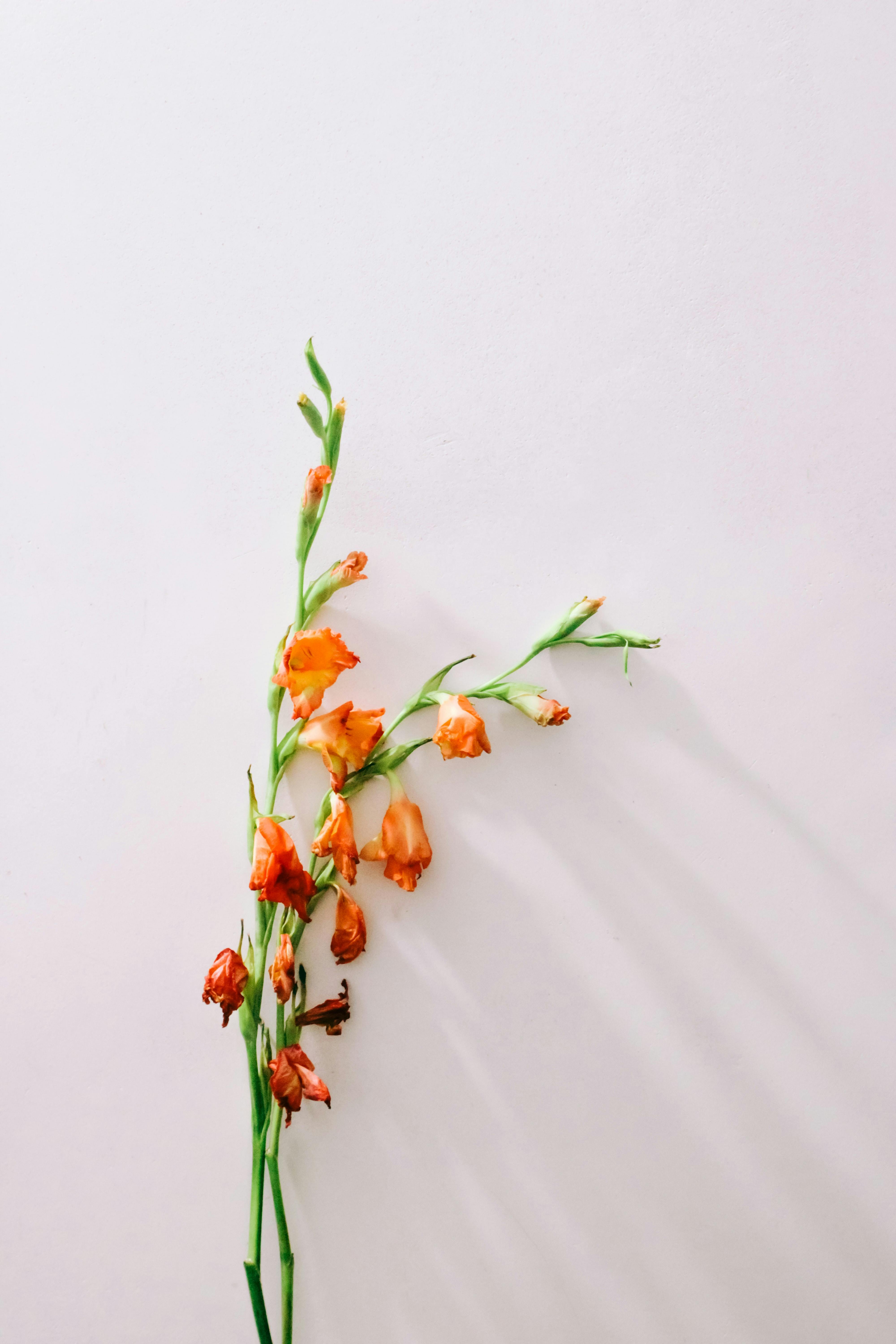 Photograph of Orange Dragon's-Head Lily Flowers · Free Stock Photo