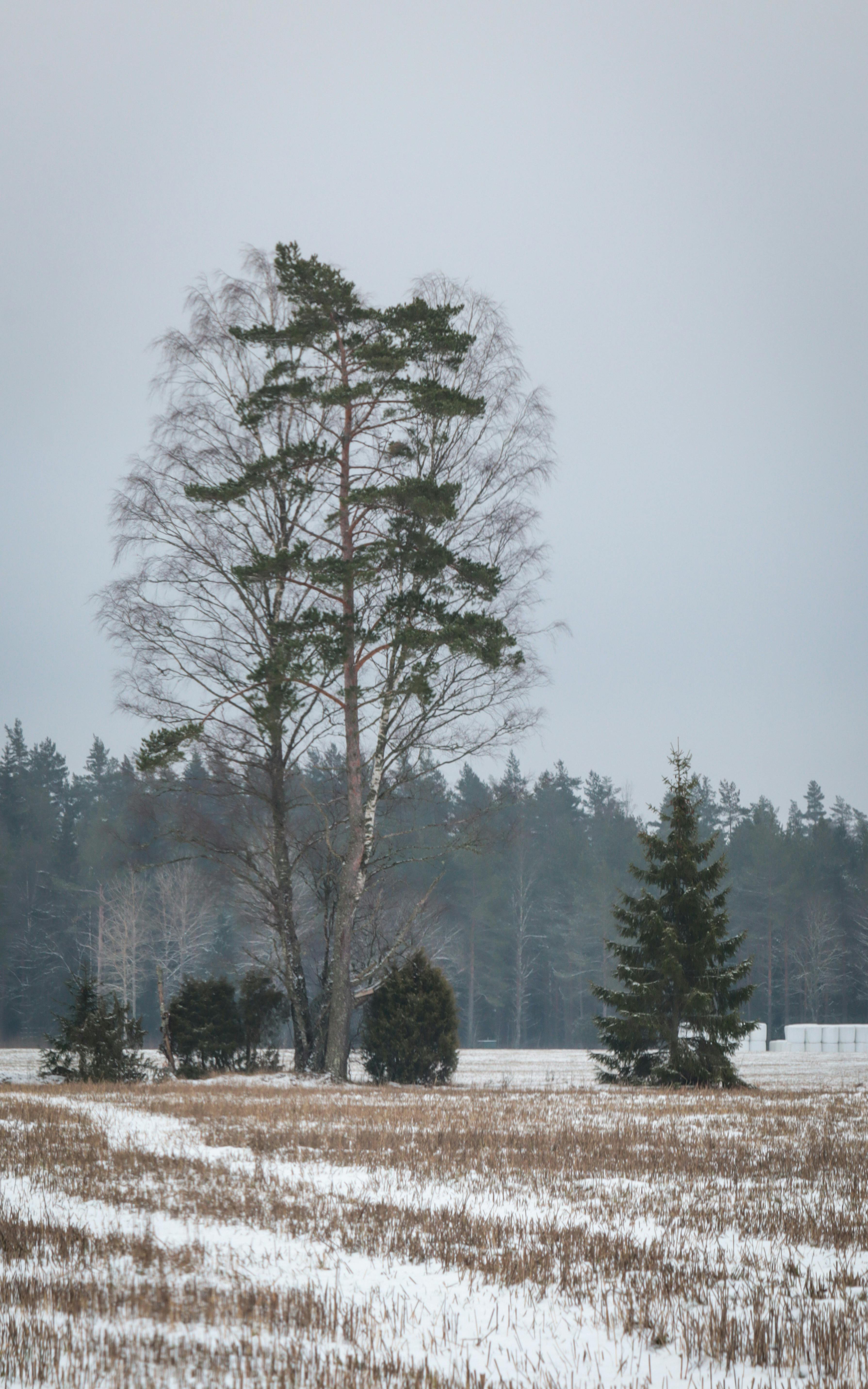 Lone Tree in Winter · Free Stock Photo