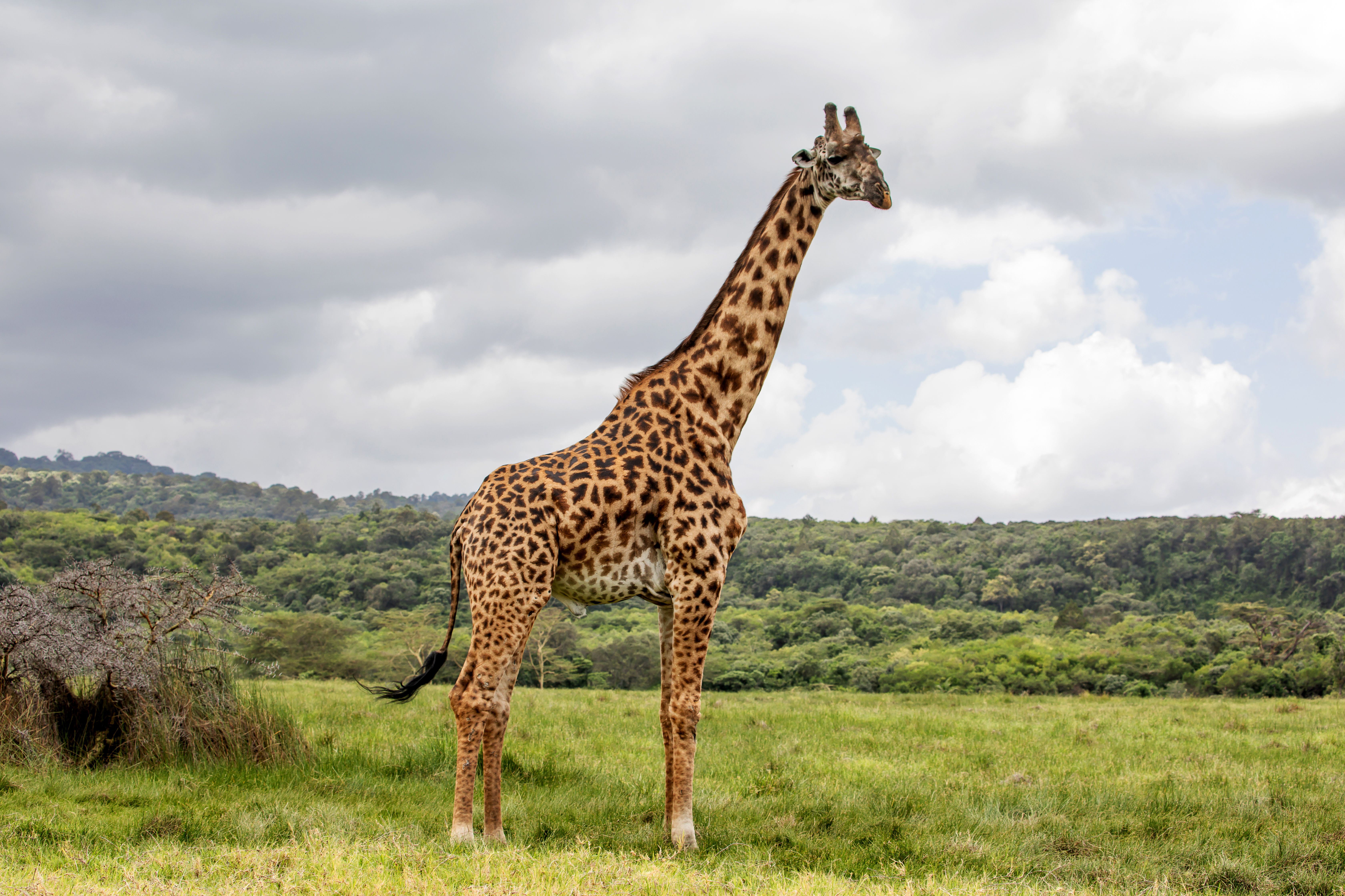 Giraffe on a Grass Field · Free Stock Photo